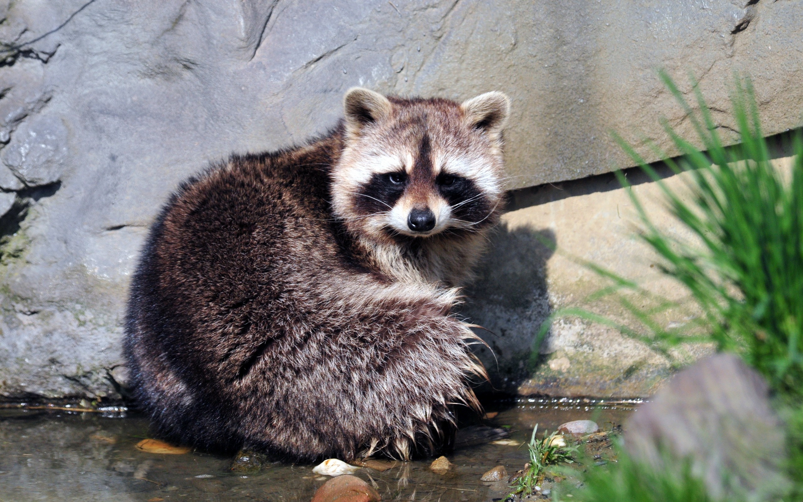 Download Animal Raccoon HD Wallpaper