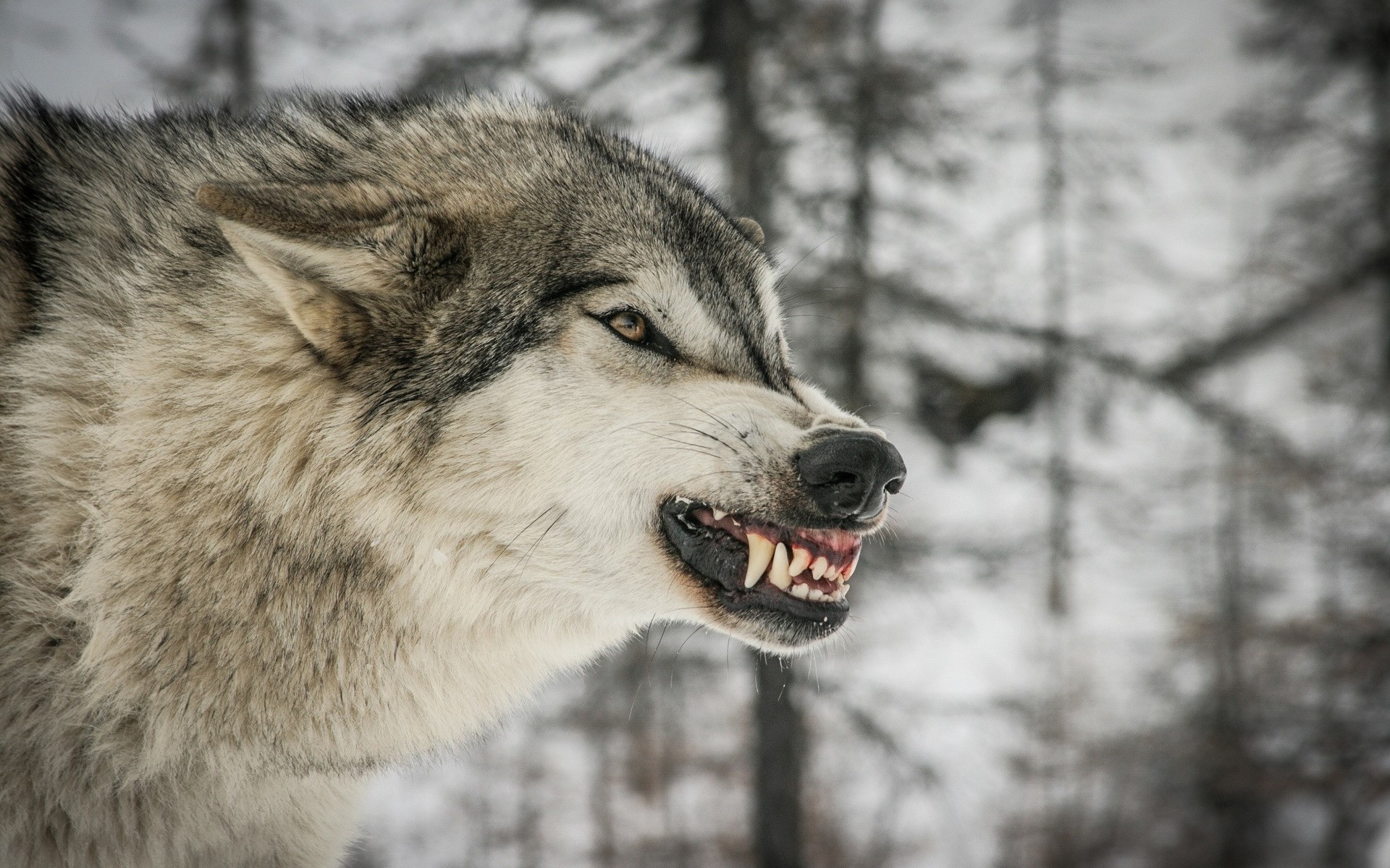 Angry Wolf Hd Wallpapers