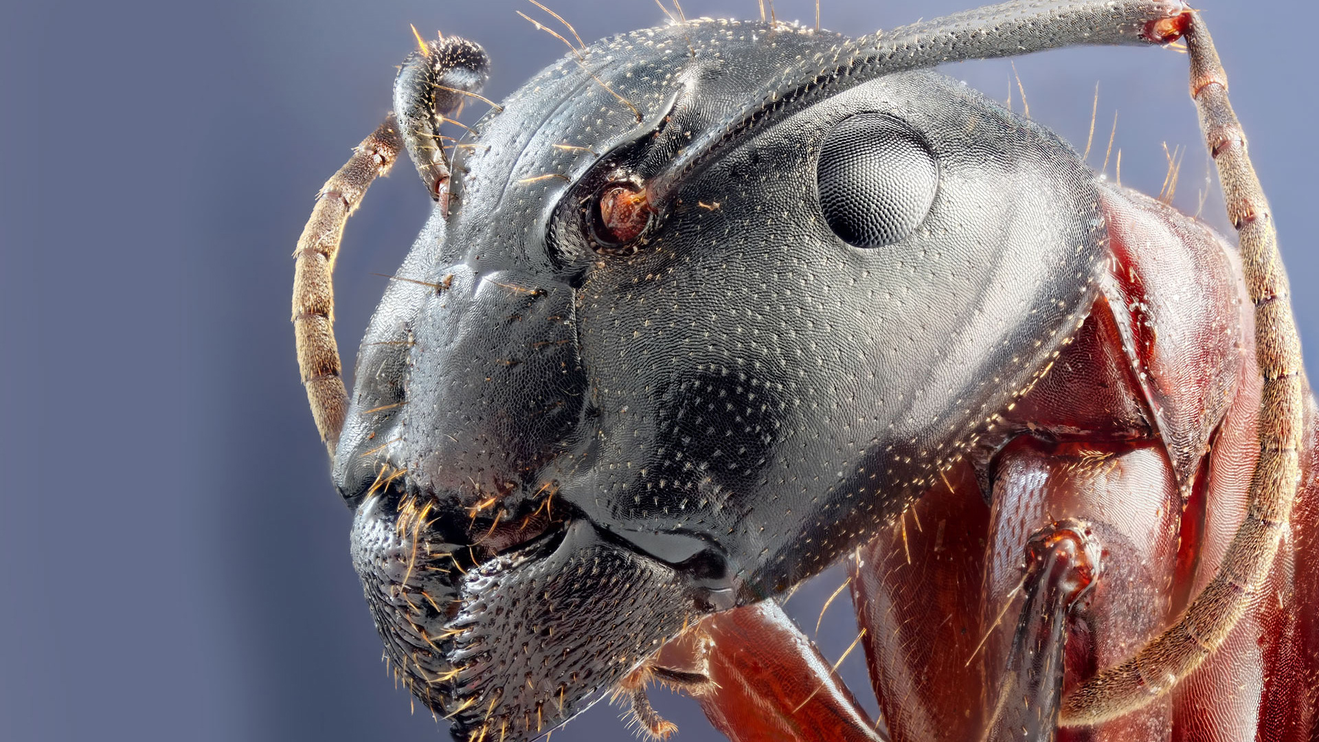 Download Animal Ant HD Wallpaper