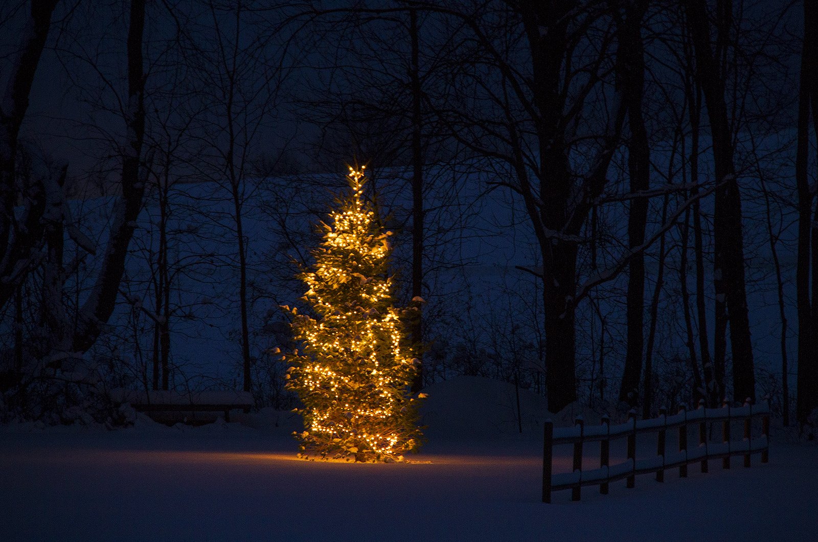 Radiant Christmas Tree Glow – Festive Holiday HD Wallpaper