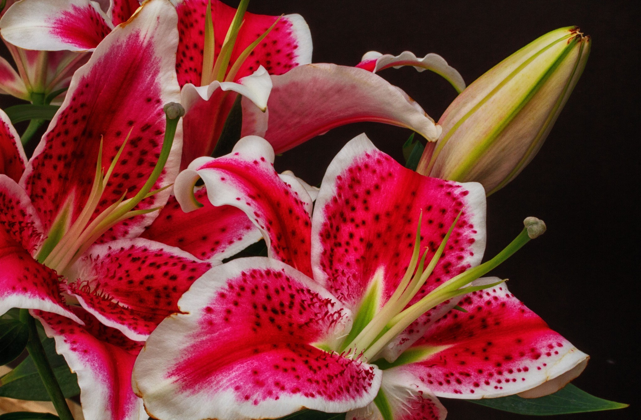 Download Nature Lily HD Wallpaper