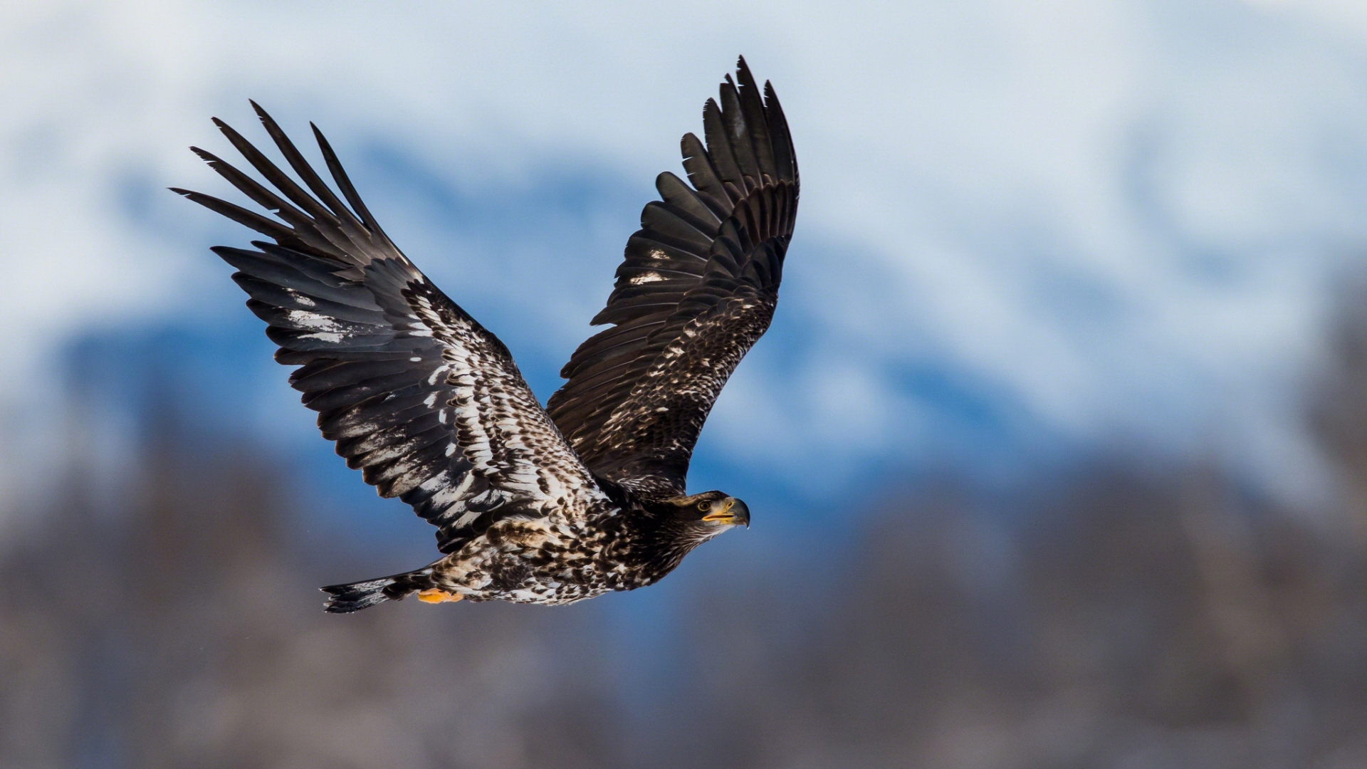 Eagle Wallpaper Page
