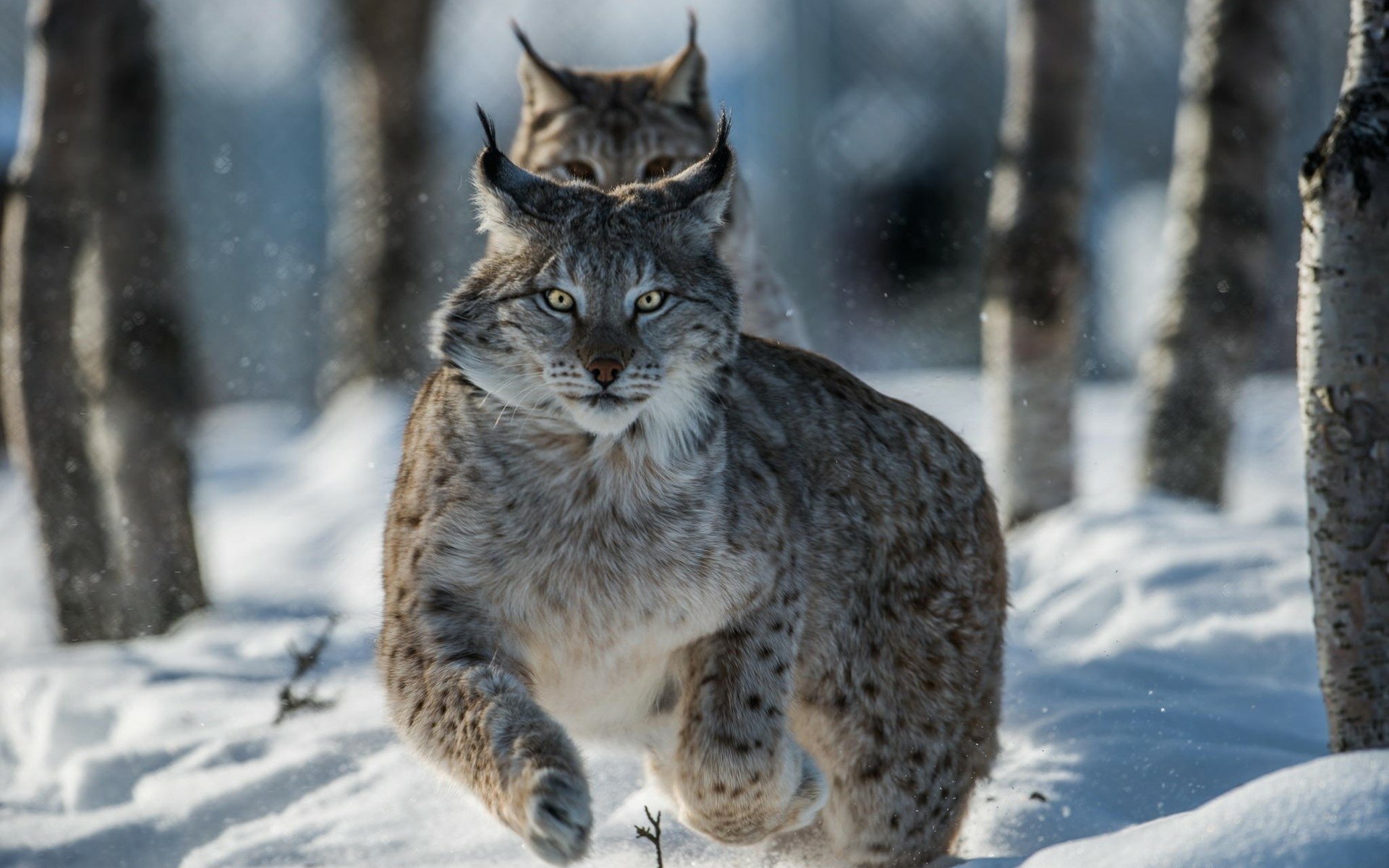 Download Animal Lynx HD Wallpaper | 1920x1200 | Wallpaper Abyss