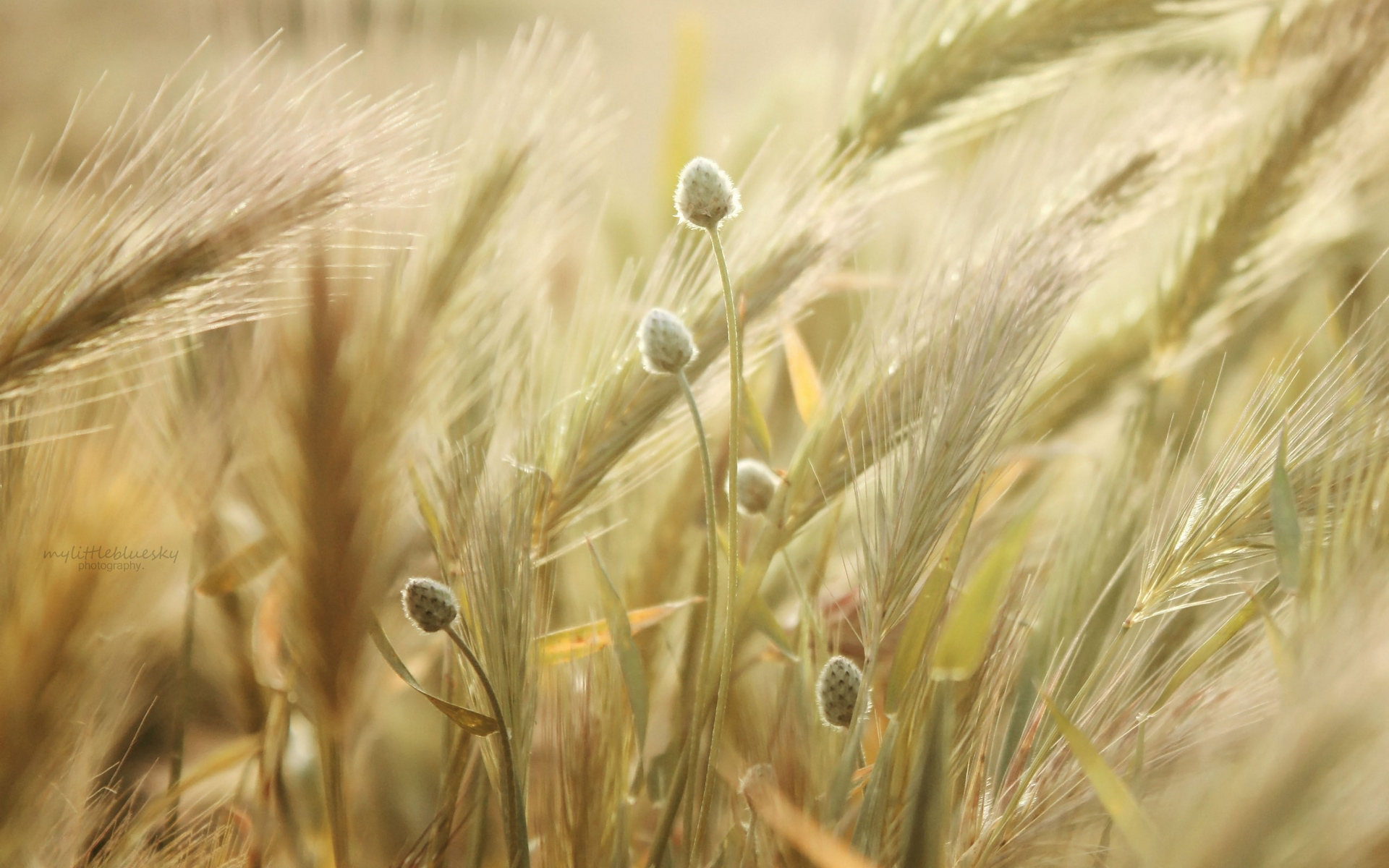 Download Nature Wheat HD Wallpaper