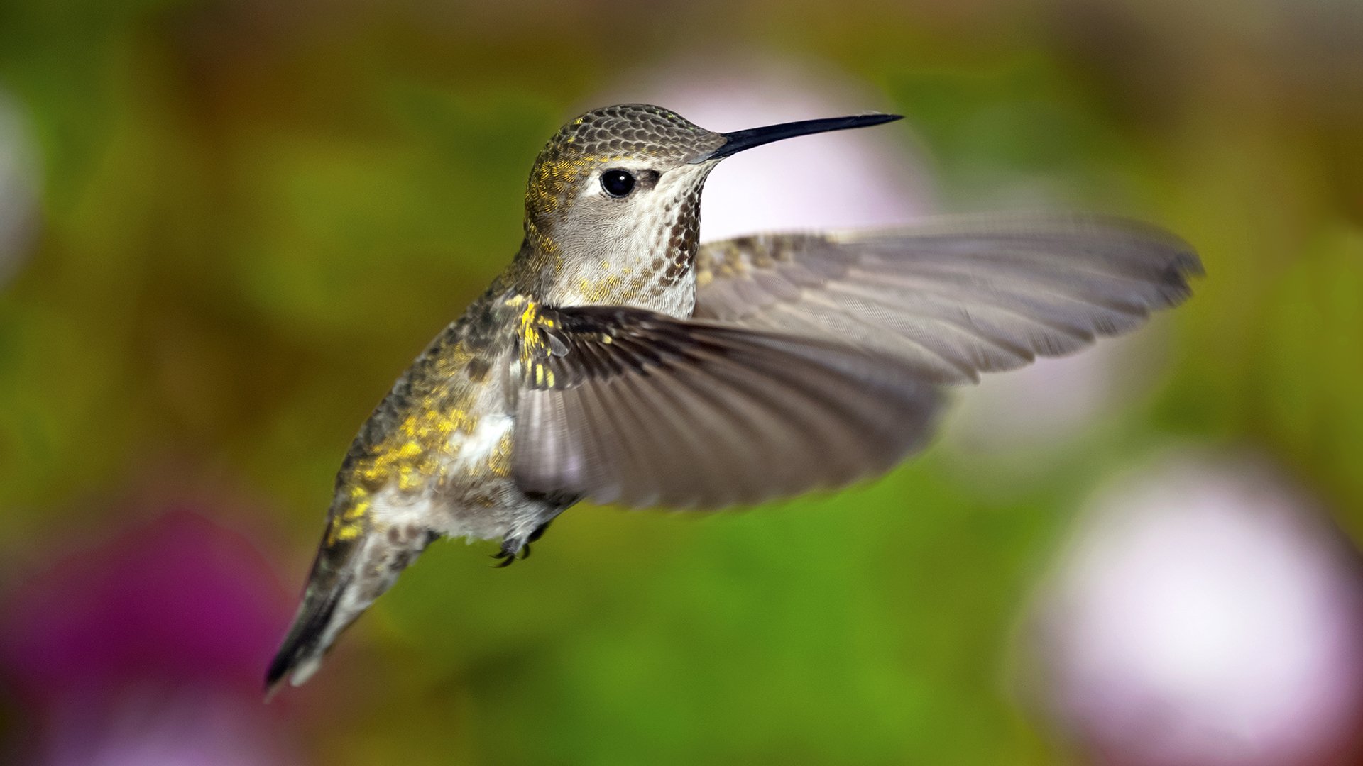 Hd Hummingbirds Image