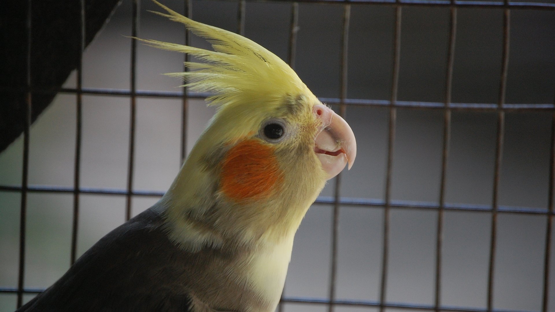 Animal Cockatiel HD Wallpaper