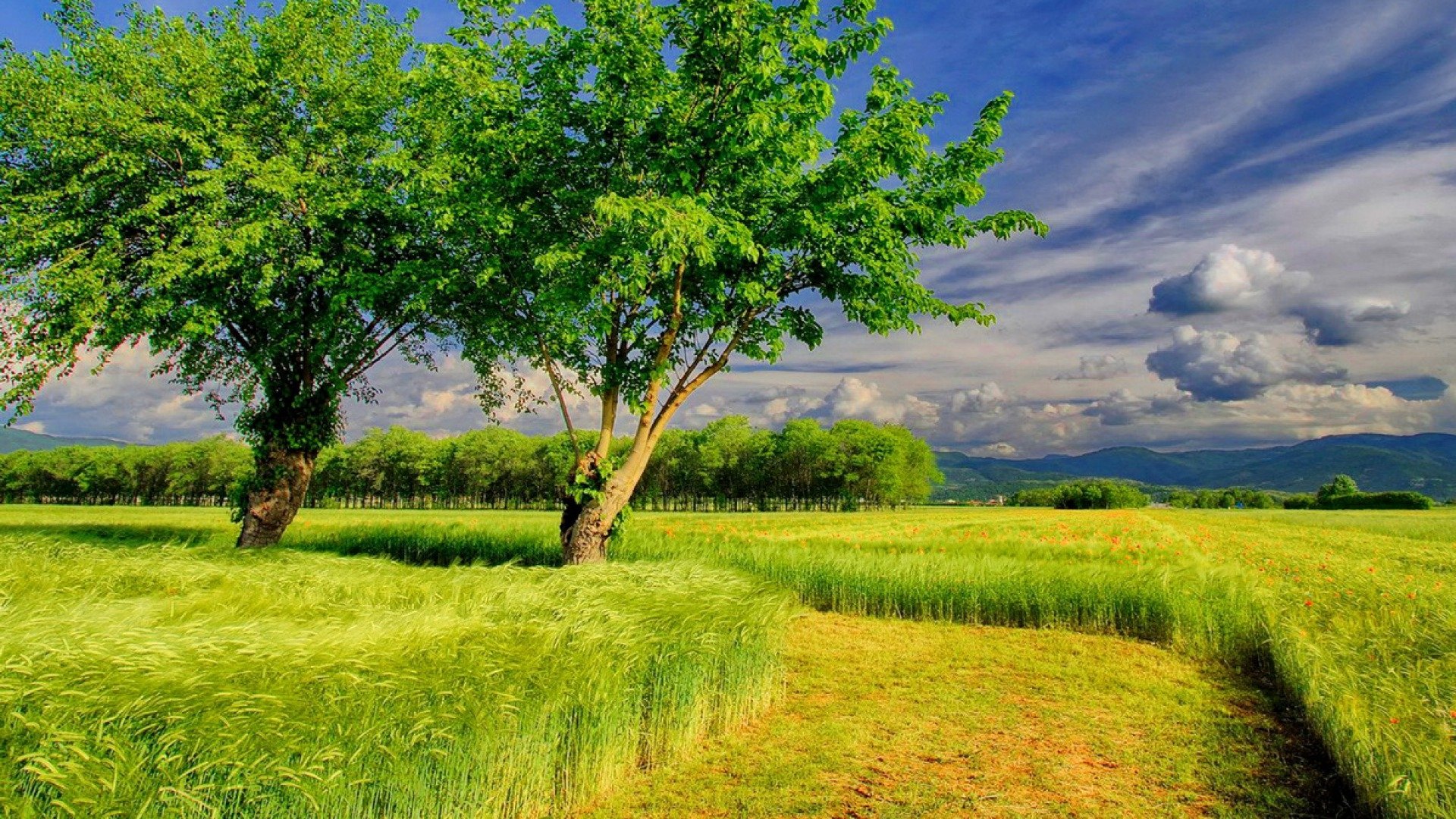 Download Nature Green Tree Field HD Wallpaper