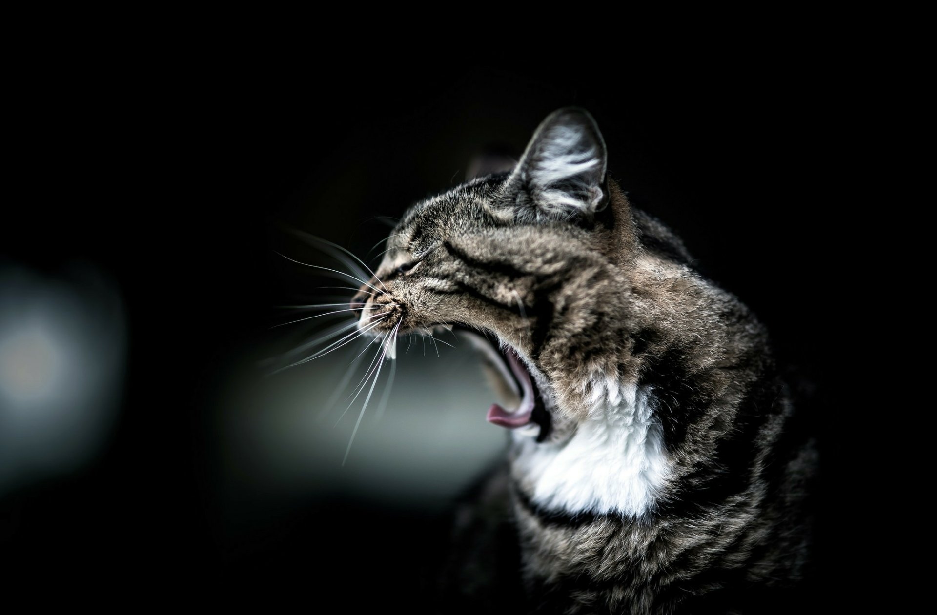 Funny Cat Yawning - HD Wallpaper of Whiskered Mischief