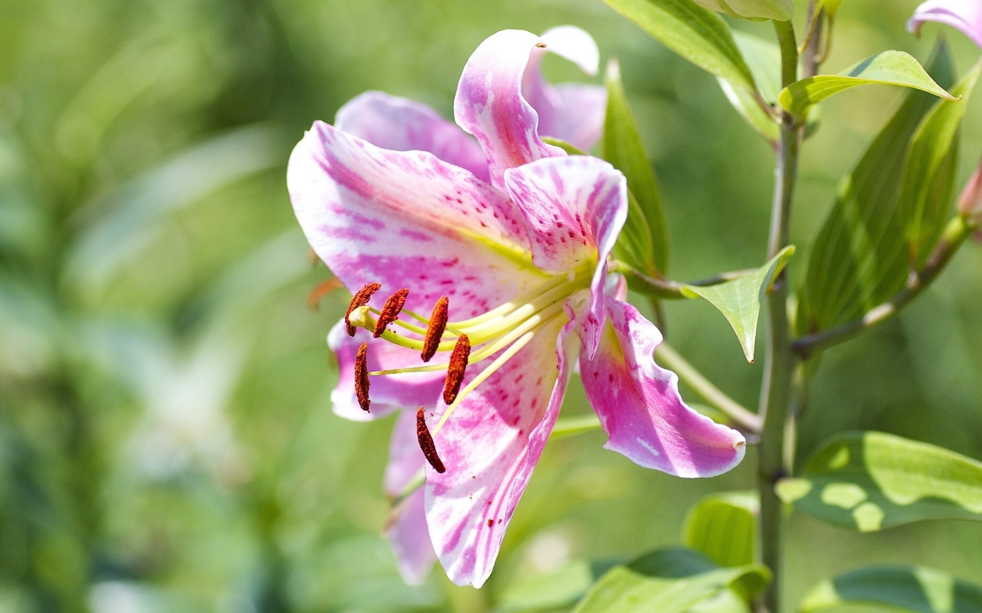 Download Nature Lily HD Wallpaper | 2048x1280 | Wallpaper Abyss