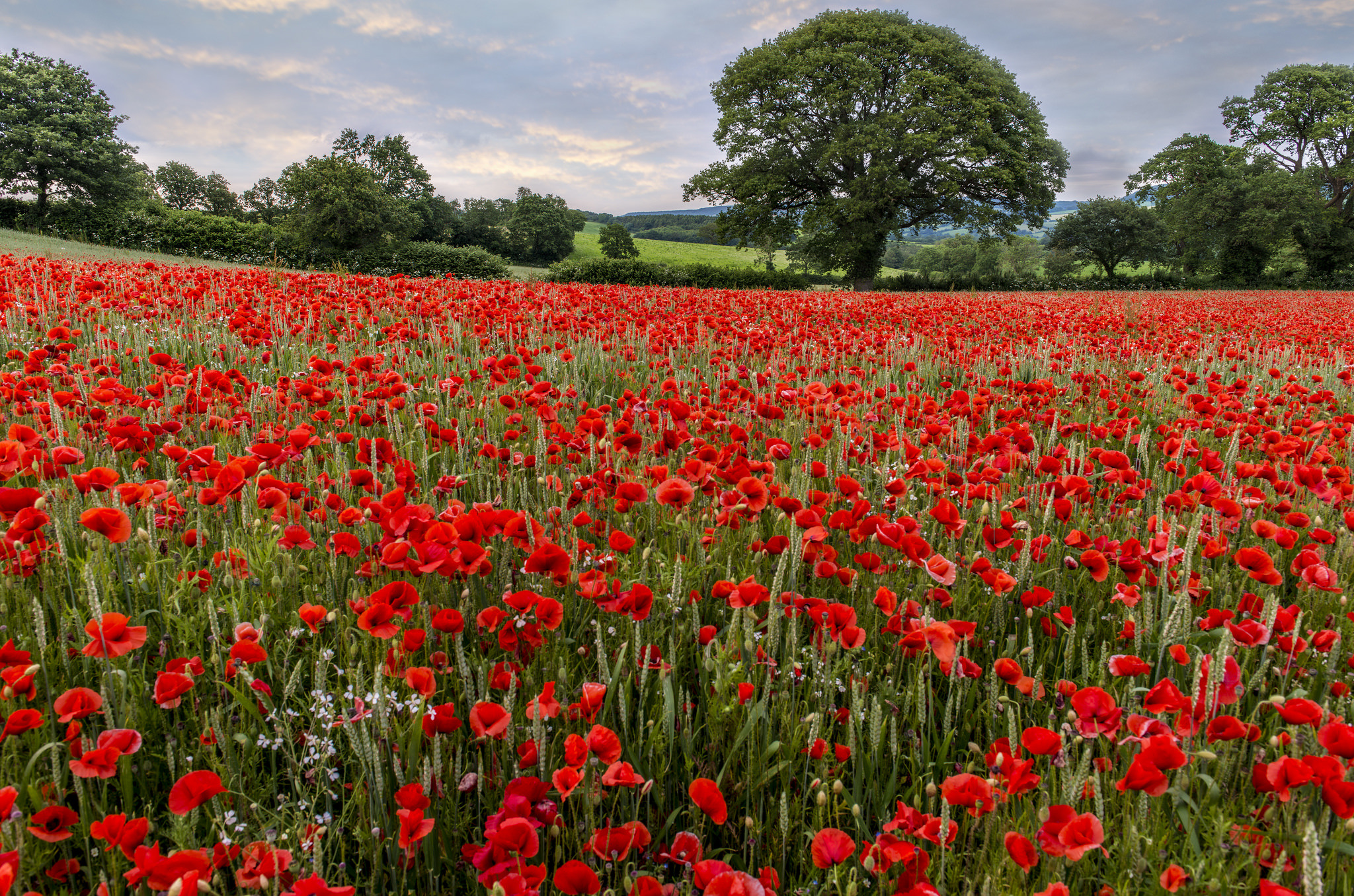 Nature Poppy HD Wallpaper