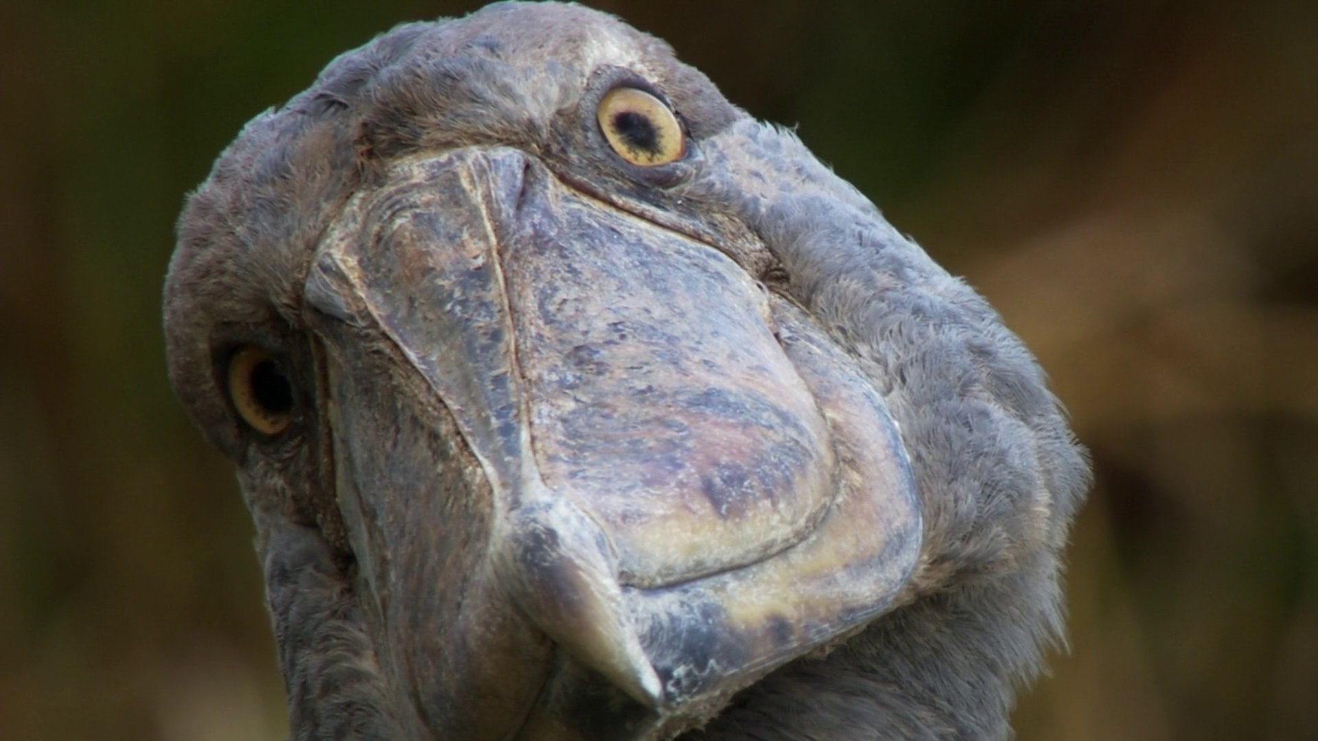 Download Animal Shoebill HD Wallpaper