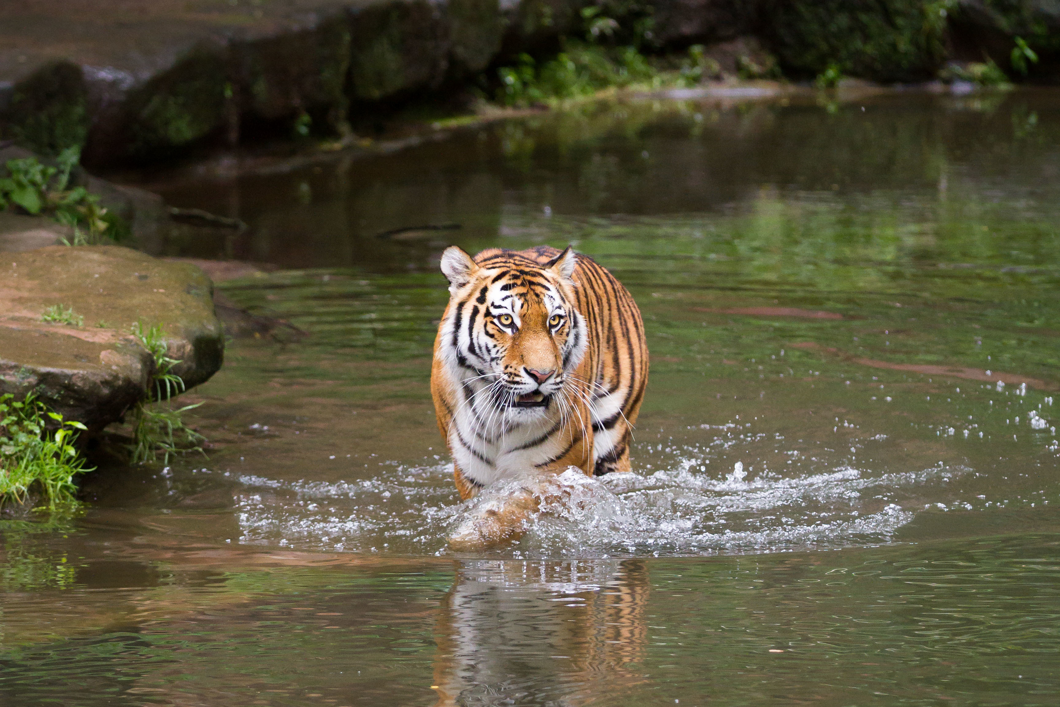 Majestic Tiger in Motion: Stunning HD Animal Wallpaper