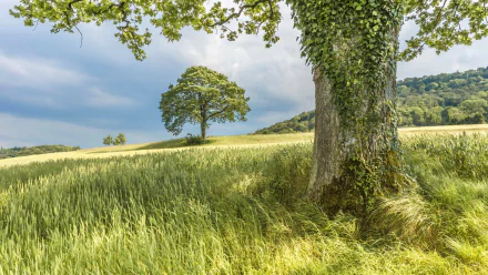 tree poto Desktop Wallpapers, Phone Wallpaper, PFP, Gifs, and More At ...