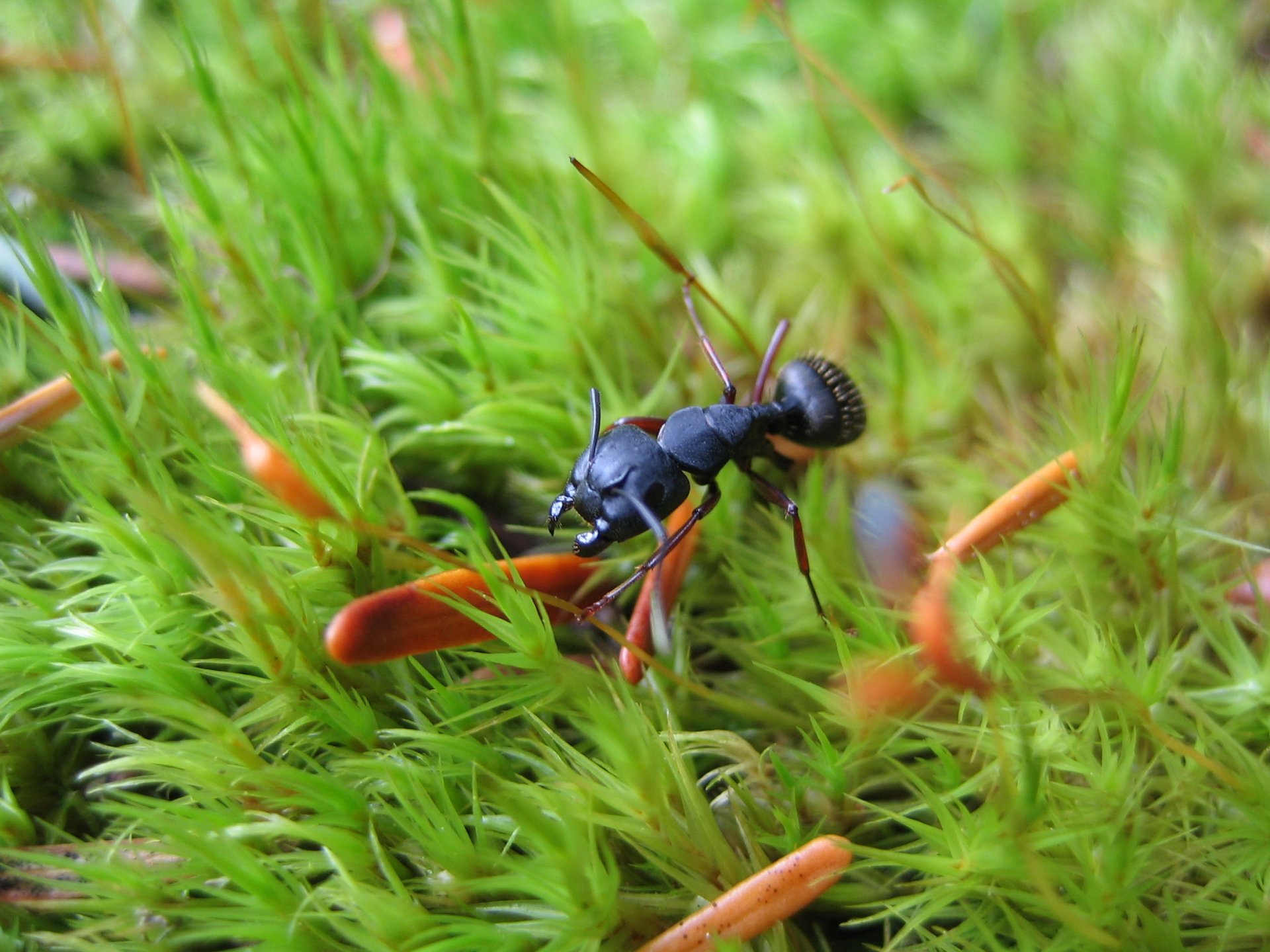 Download Animal Ant HD Wallpaper