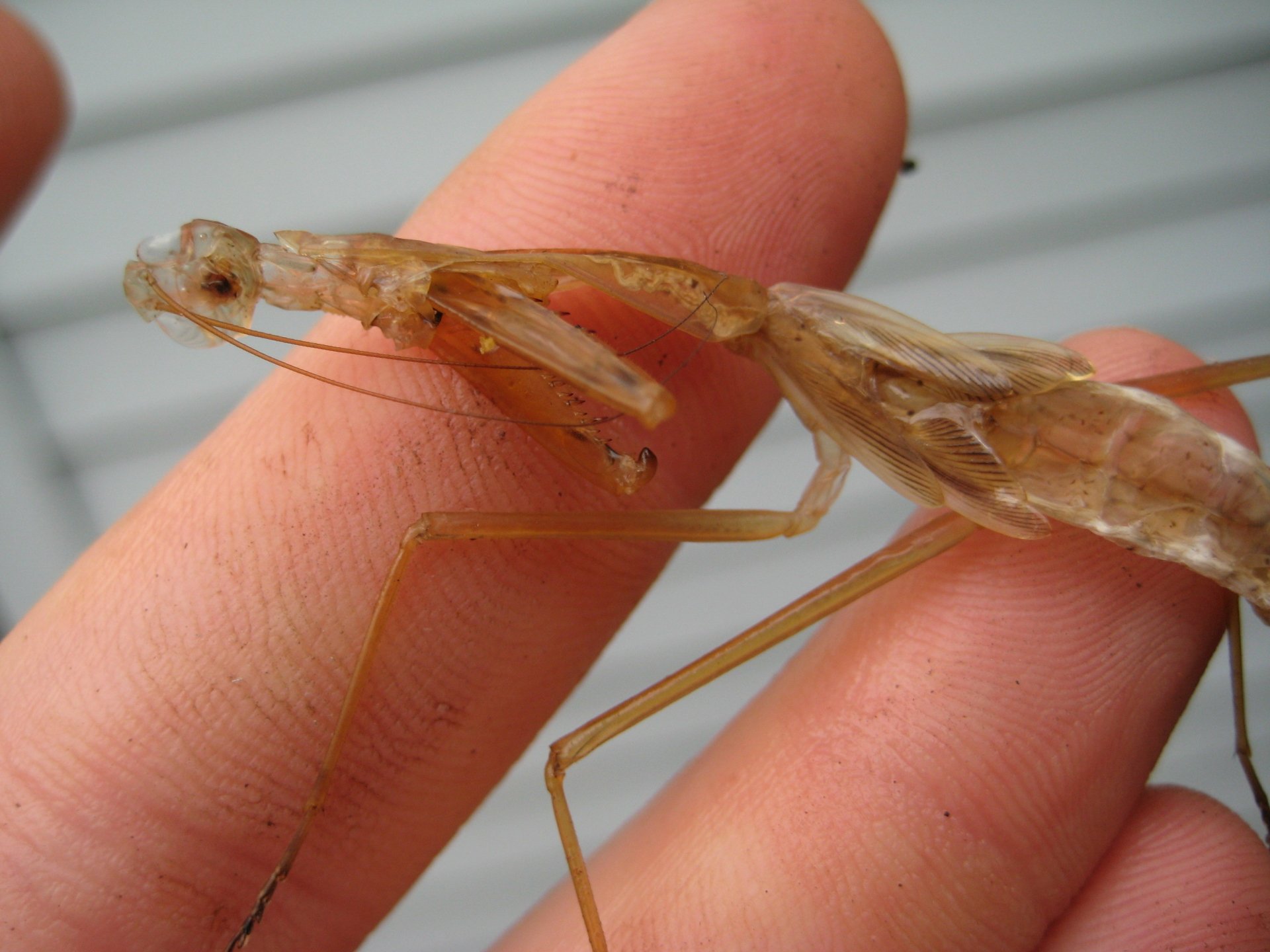 Animal Insect HD Wallpaper