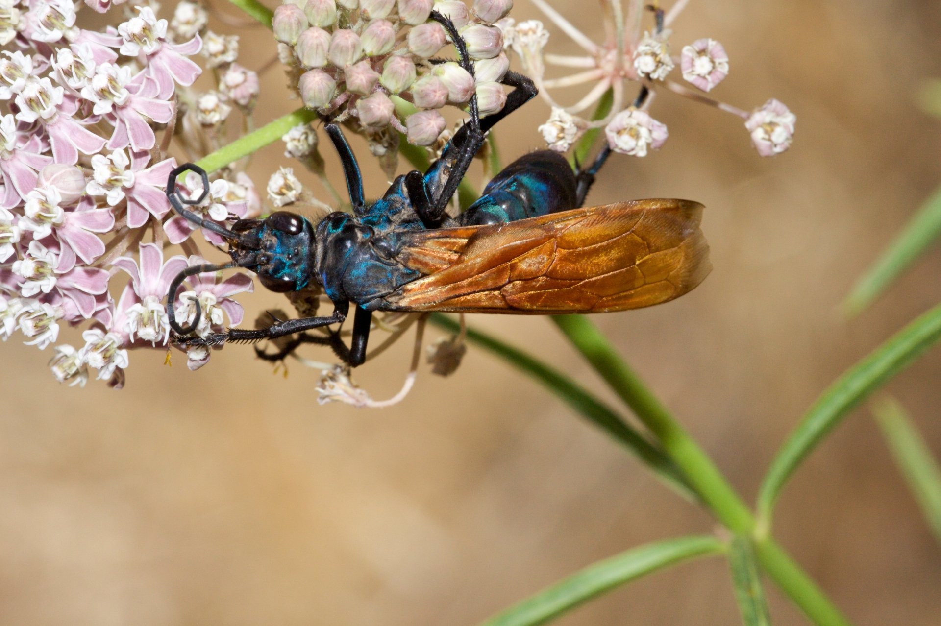 Insect 4k Ultra HD Wallpaper