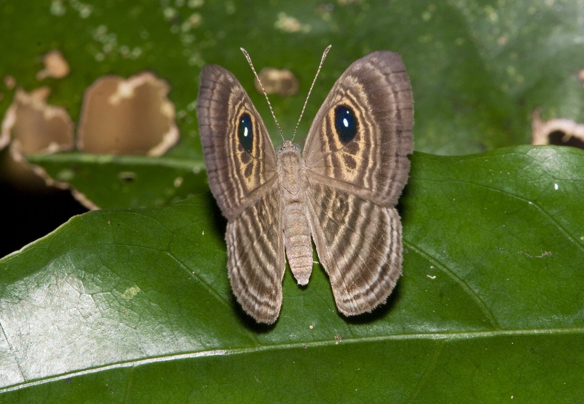 Download Animal Butterfly HD Wallpaper