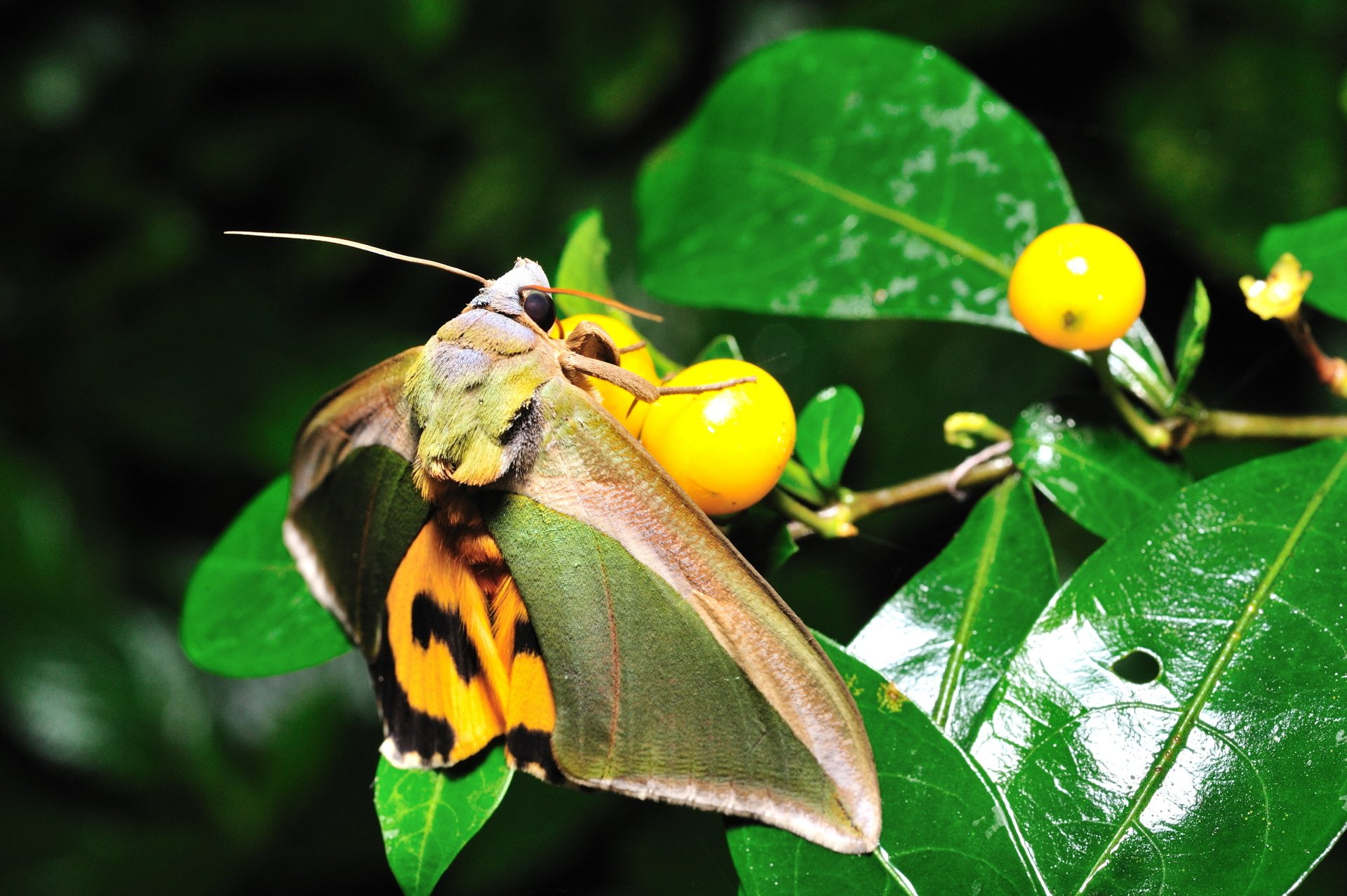 Download Animal Insect HD Wallpaper | 3200x2129 | Wallpaper Abyss