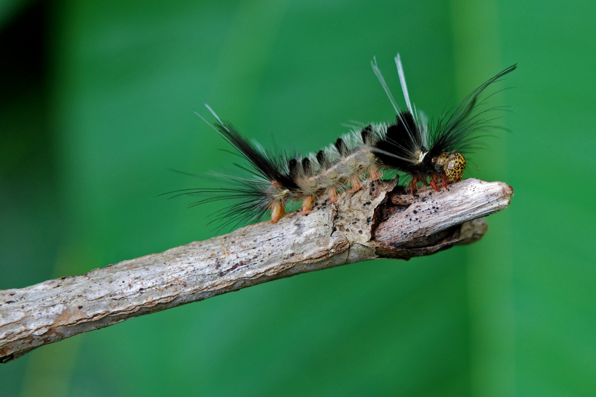 Download Animal Insect HD Wallpaper | 2669x1779 | Wallpaper Abyss