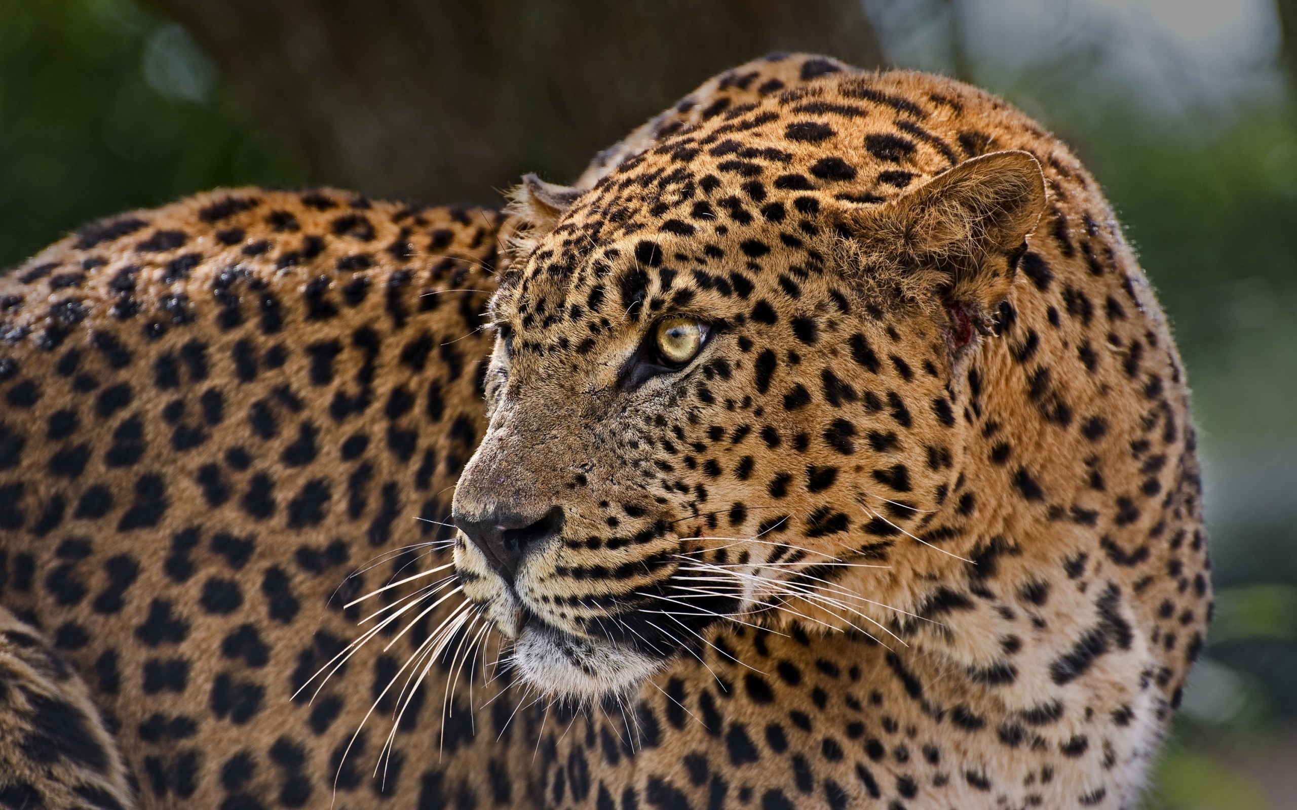 Animal Leopard HD Wallpaper