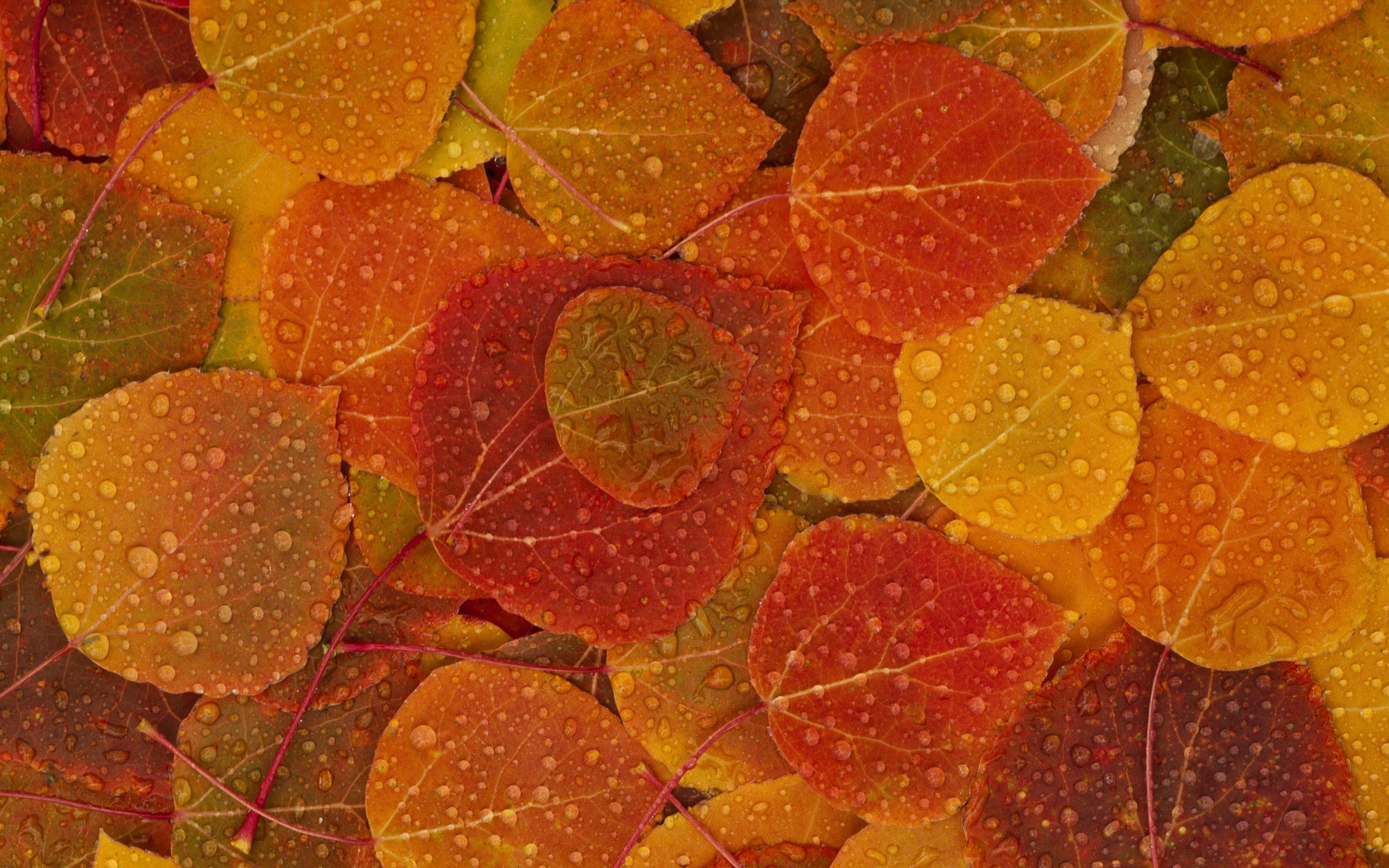 Download Fall Nature Leaf HD Wallpaper