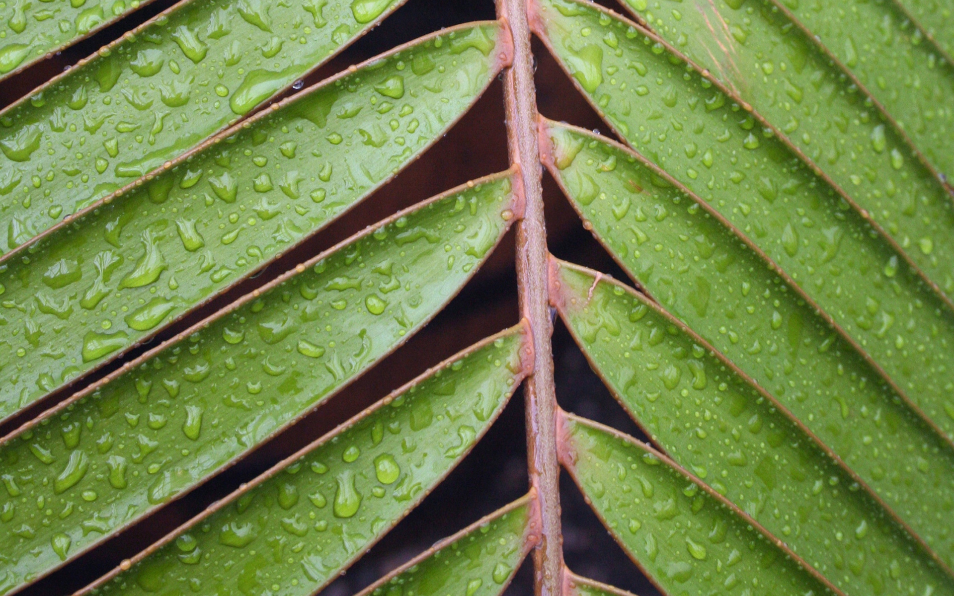 Nature Leaf HD Wallpaper