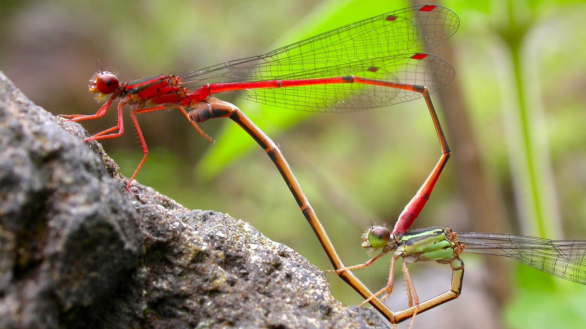 Download Animal Dragonfly HD Wallpaper