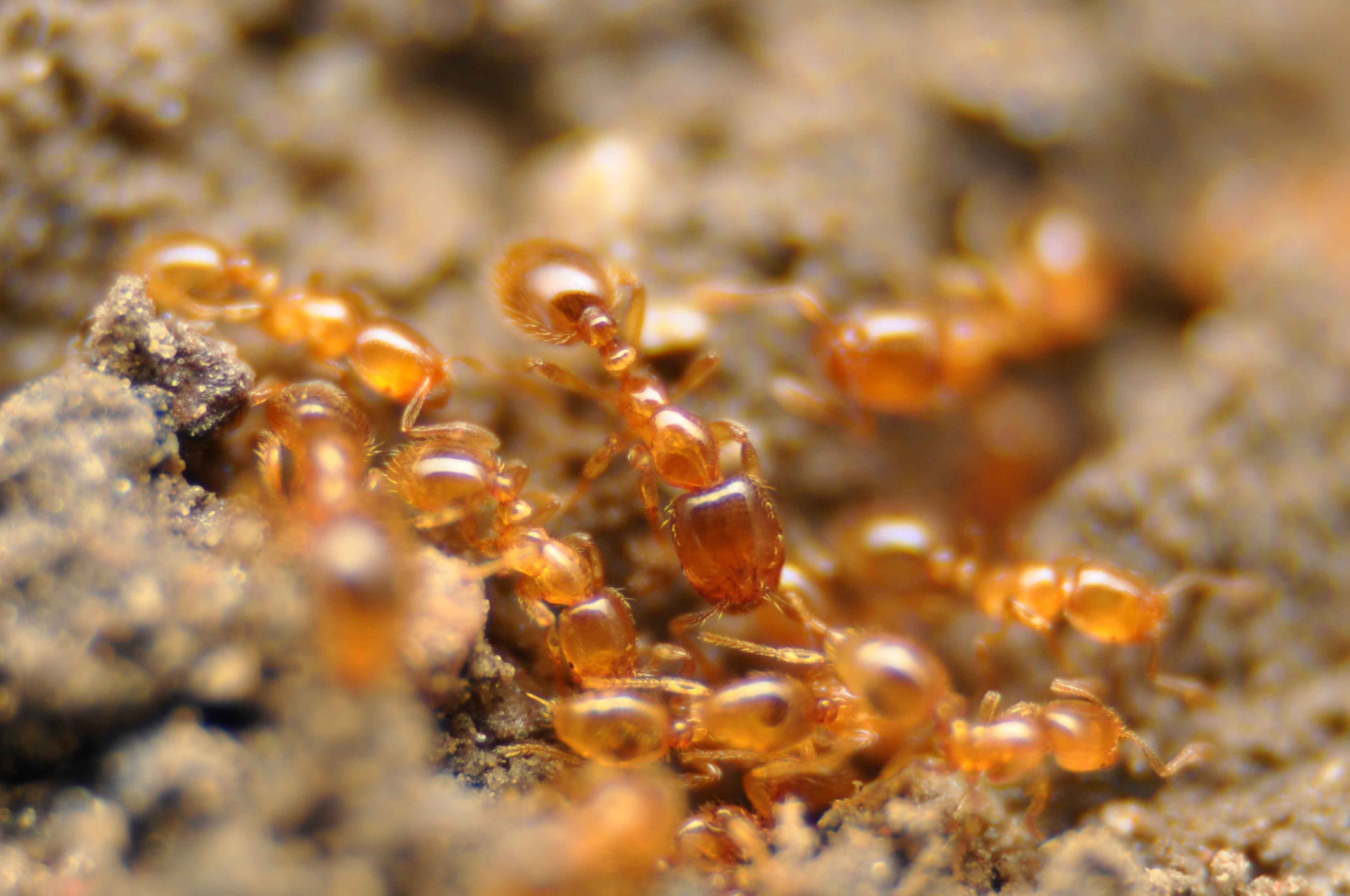 Download Animal Ant 4k Ultra HD Wallpaper