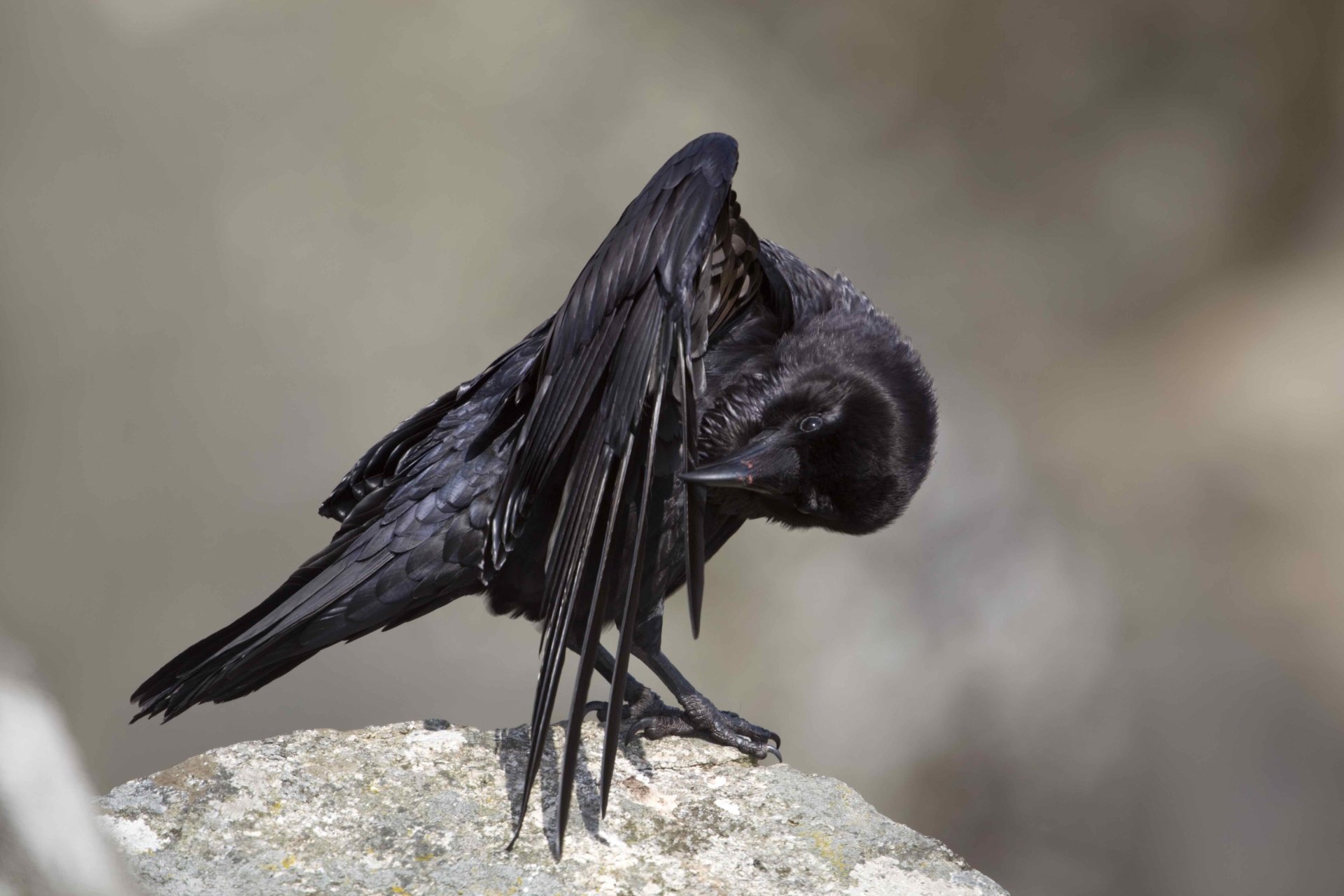 Raven 4k Ultra HD Wallpaper | Background Image | 5616x3744