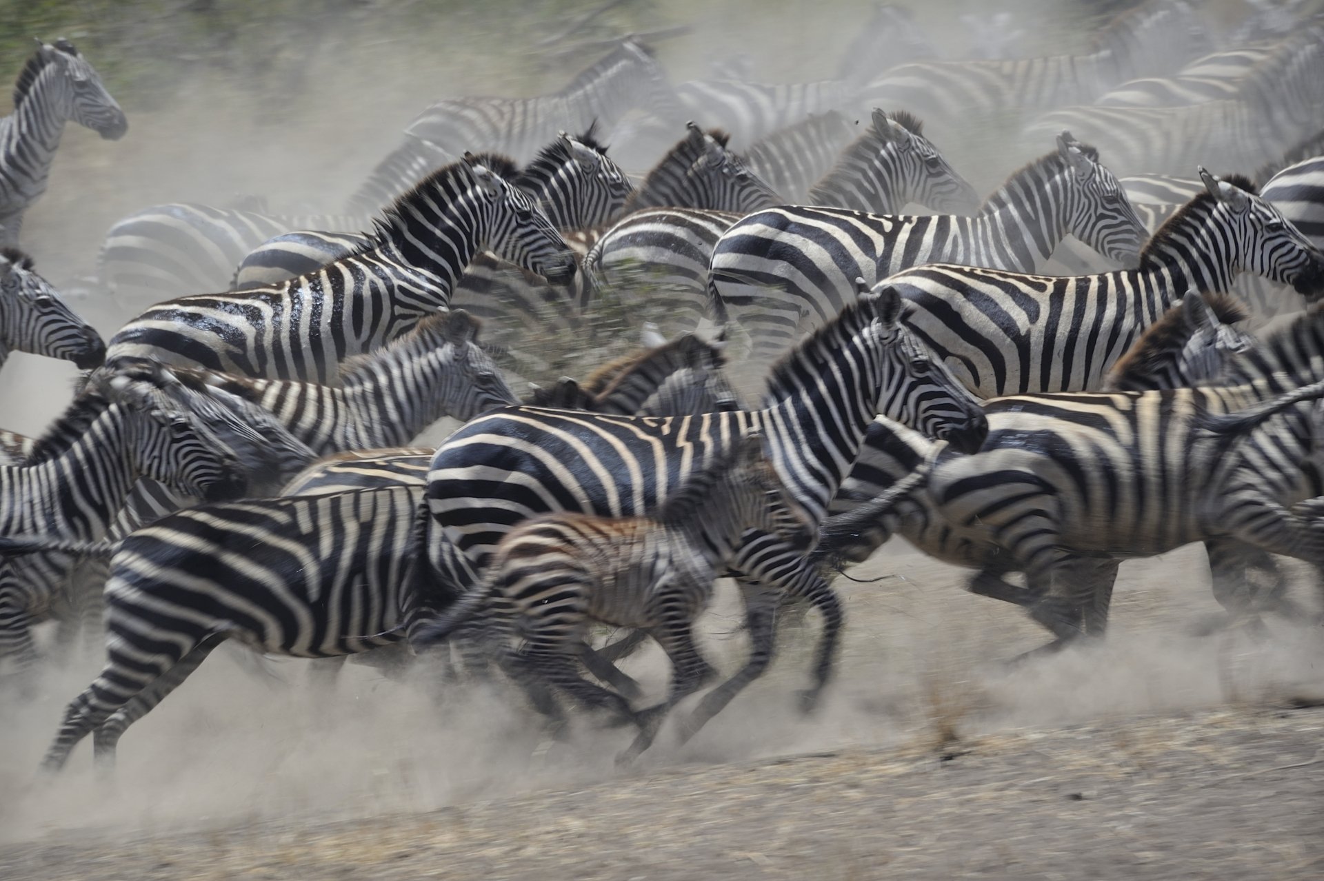 Download Africa Tanzania Animal Zebra 4k Ultra HD Wallpaper