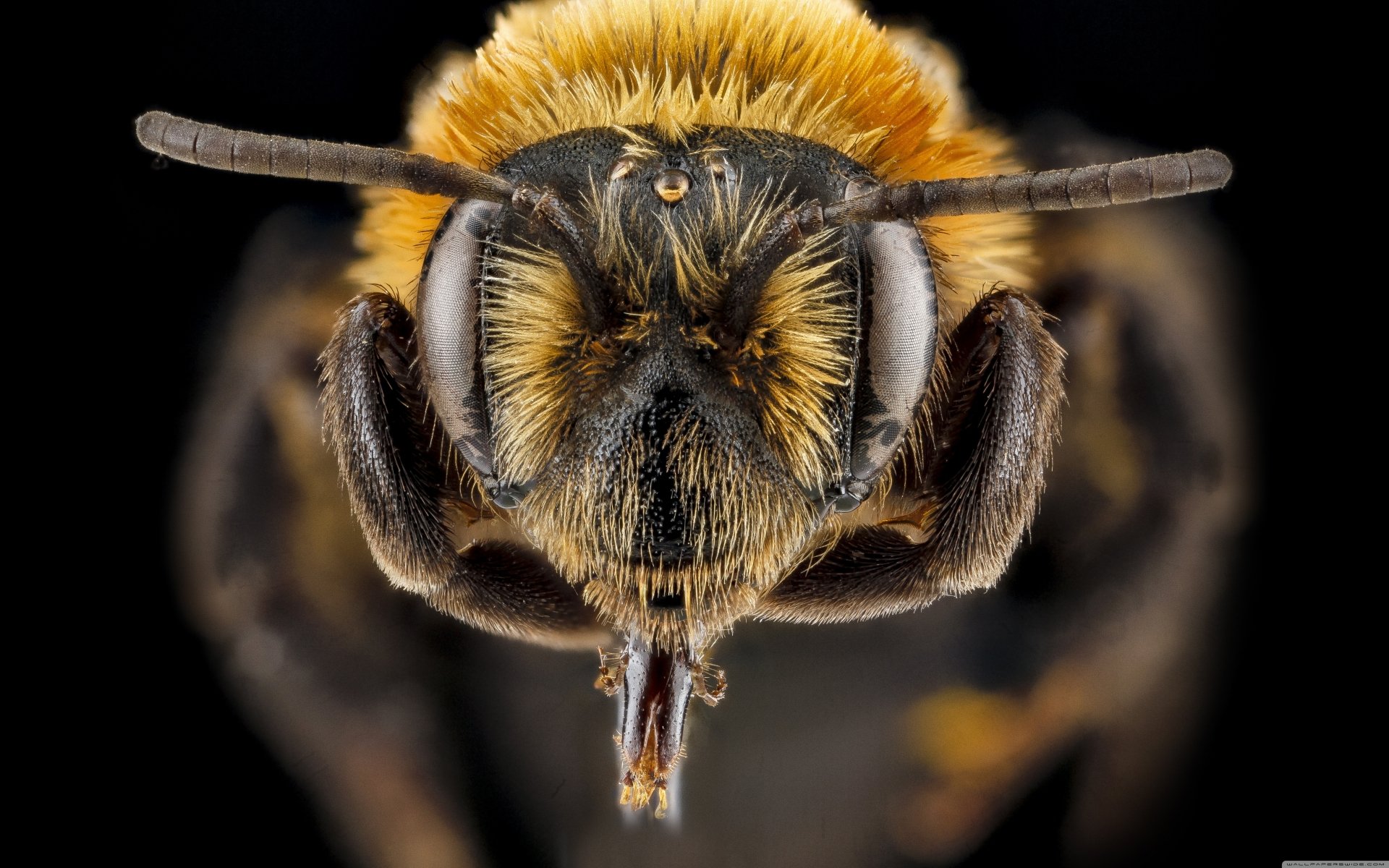 Download Animal Bee 4k Ultra HD Wallpaper