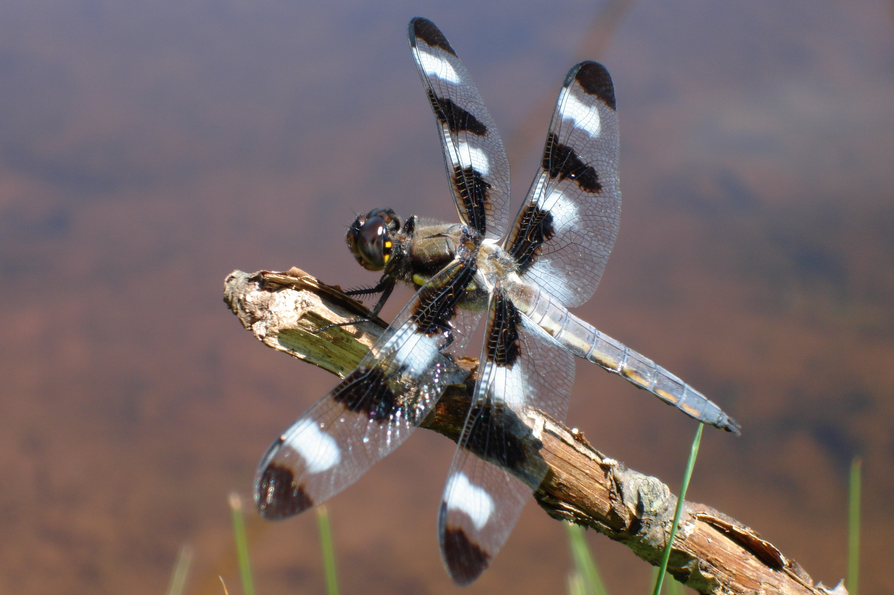 Download Animal Dragonfly HD Wallpaper