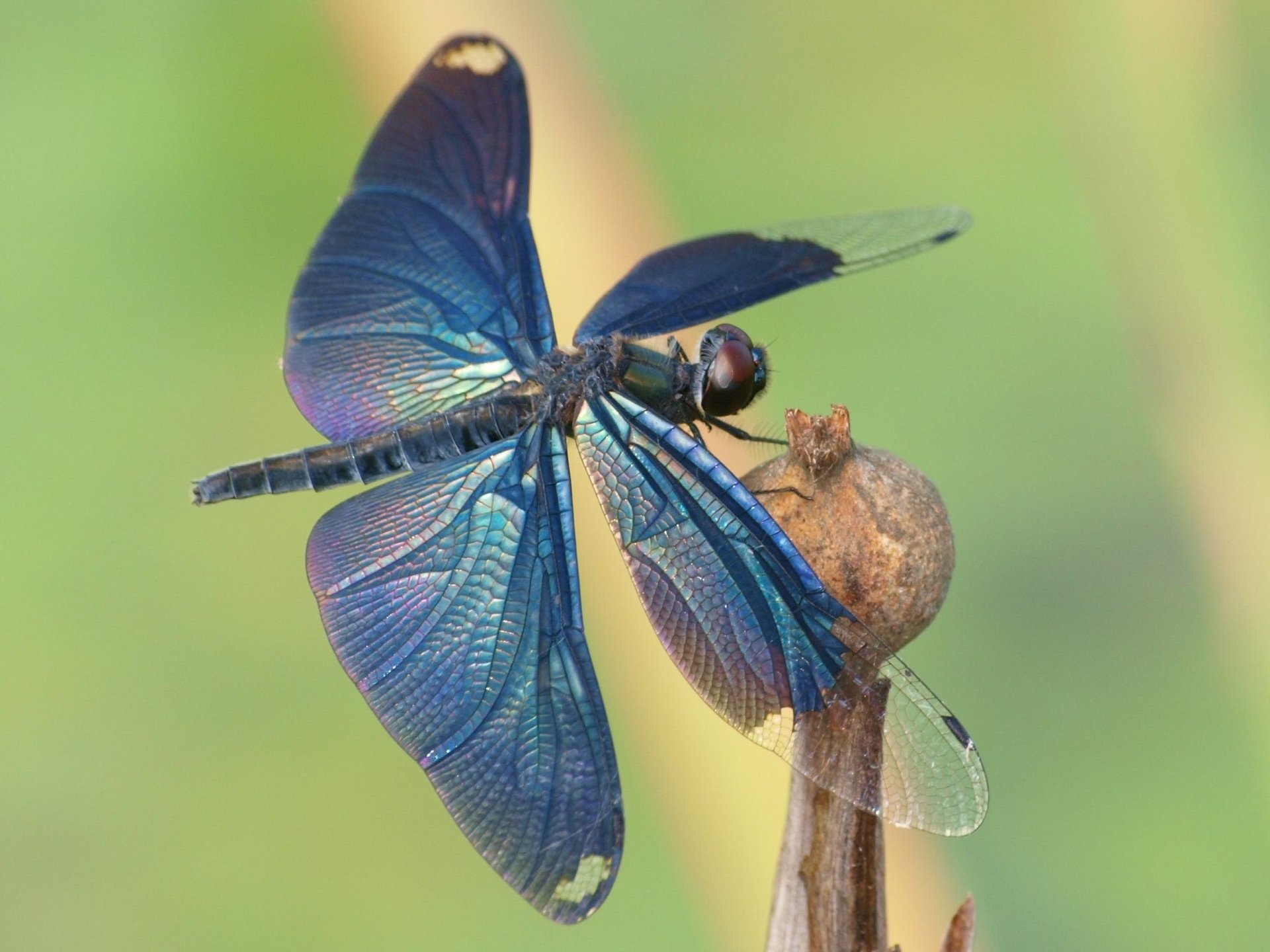 Download Animal Dragonfly HD Wallpaper