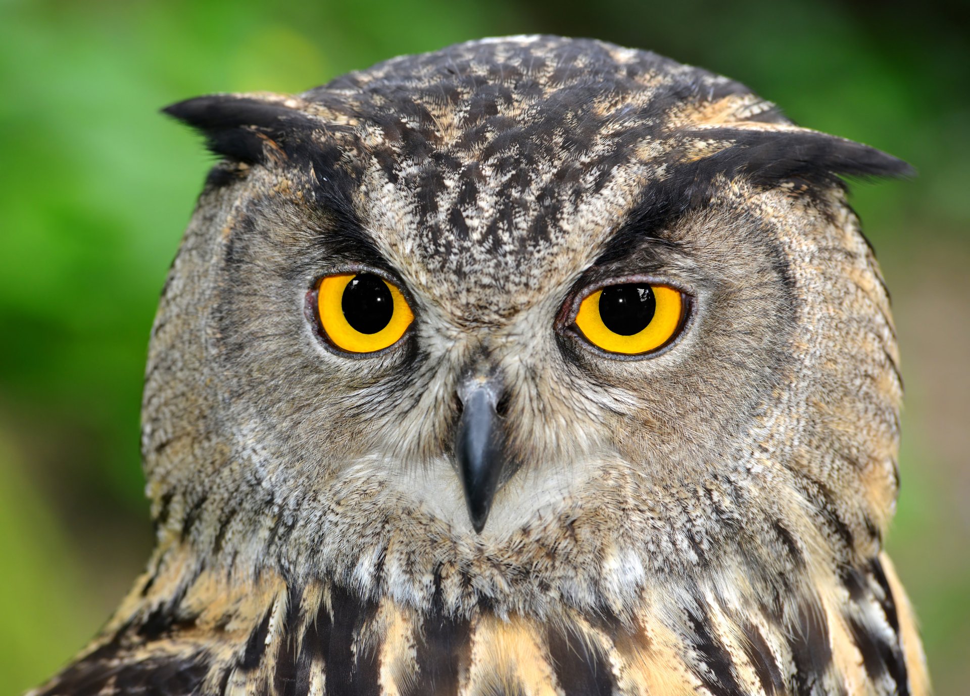 Download Macro Animal Owl HD Wallpaper