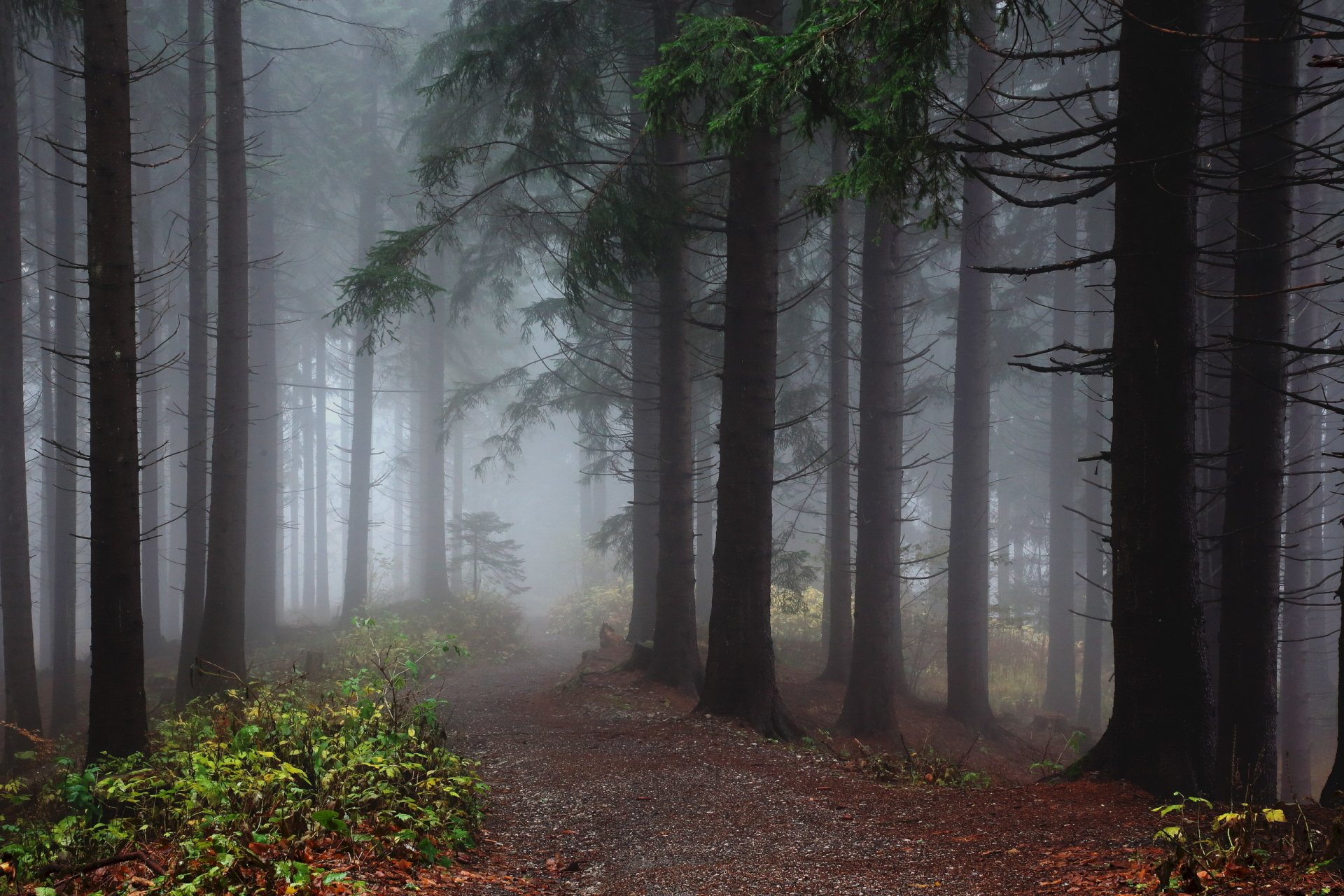 Enchanting HDR Forest Path in Austria - HD Wallpaper by Lorenzo Magnis