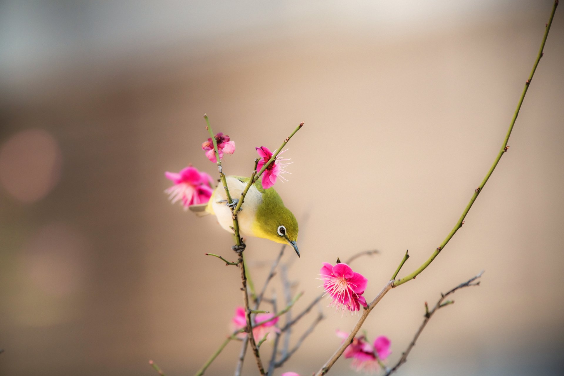 Download Spring Ume Blossom Blossom Ume Tree Passerine Animal Japanese ...