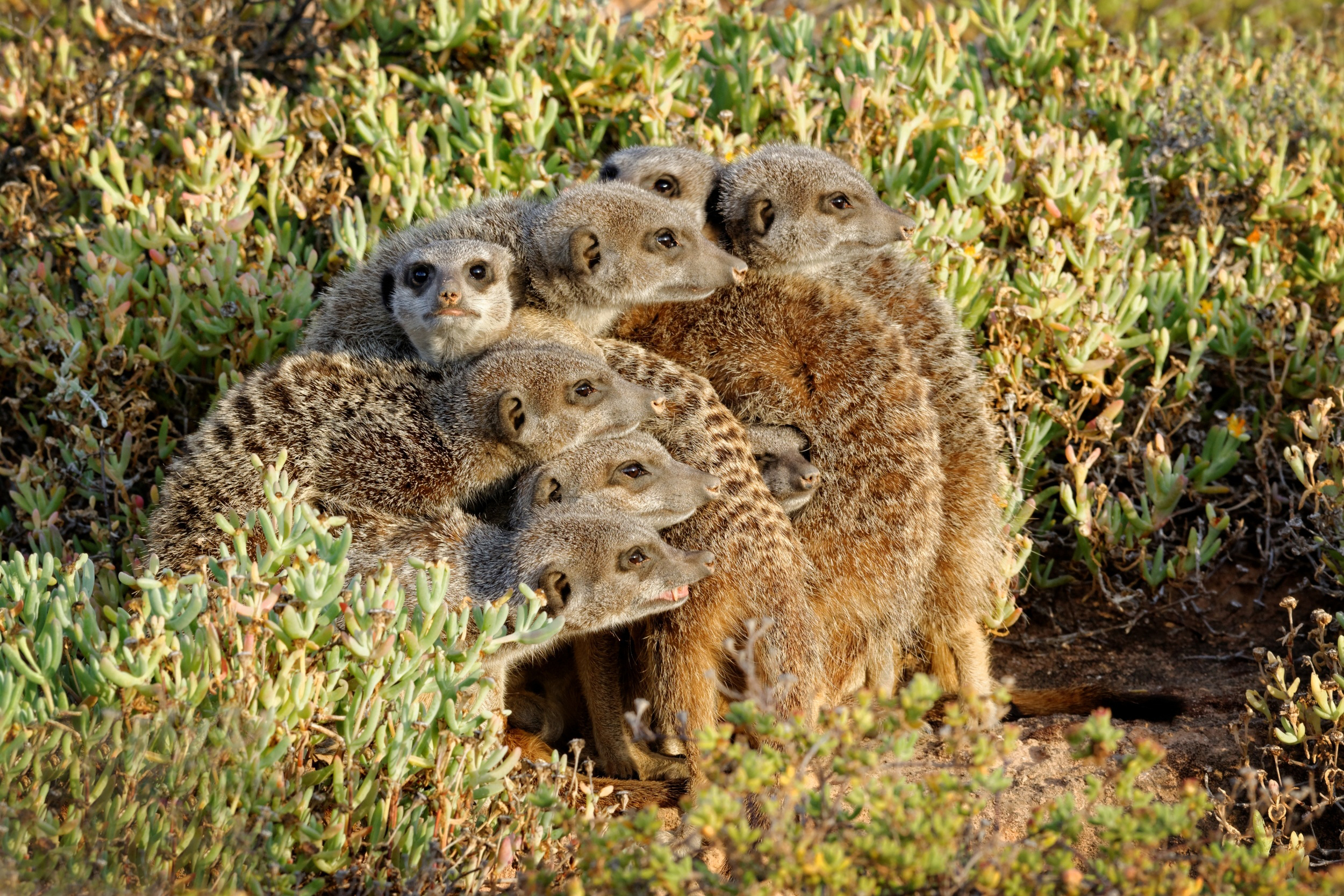 Suricate Fond d'écran HD | Arrière-Plan | 2500x1667 | ID:590446 ...
