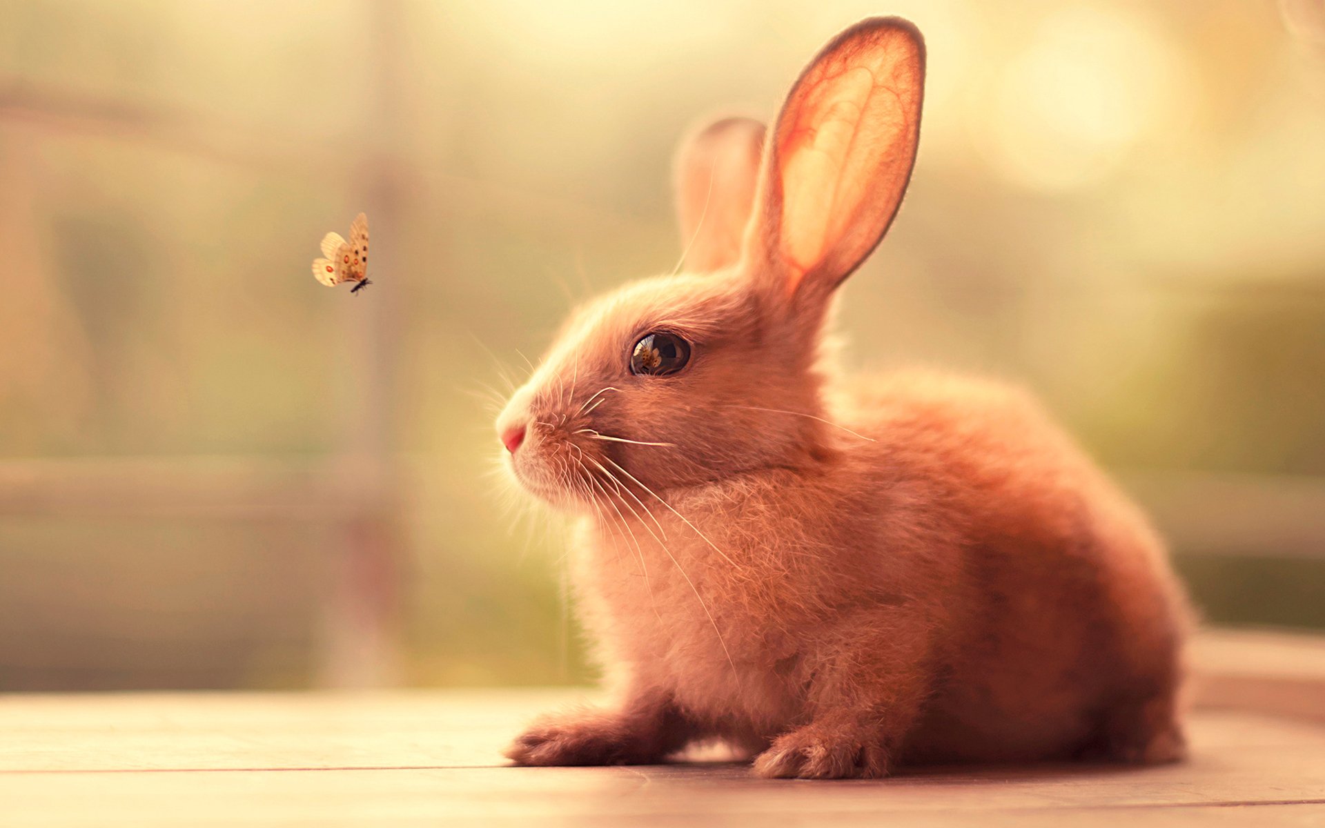 Charming Rabbit Encounter - HD Wallpaper