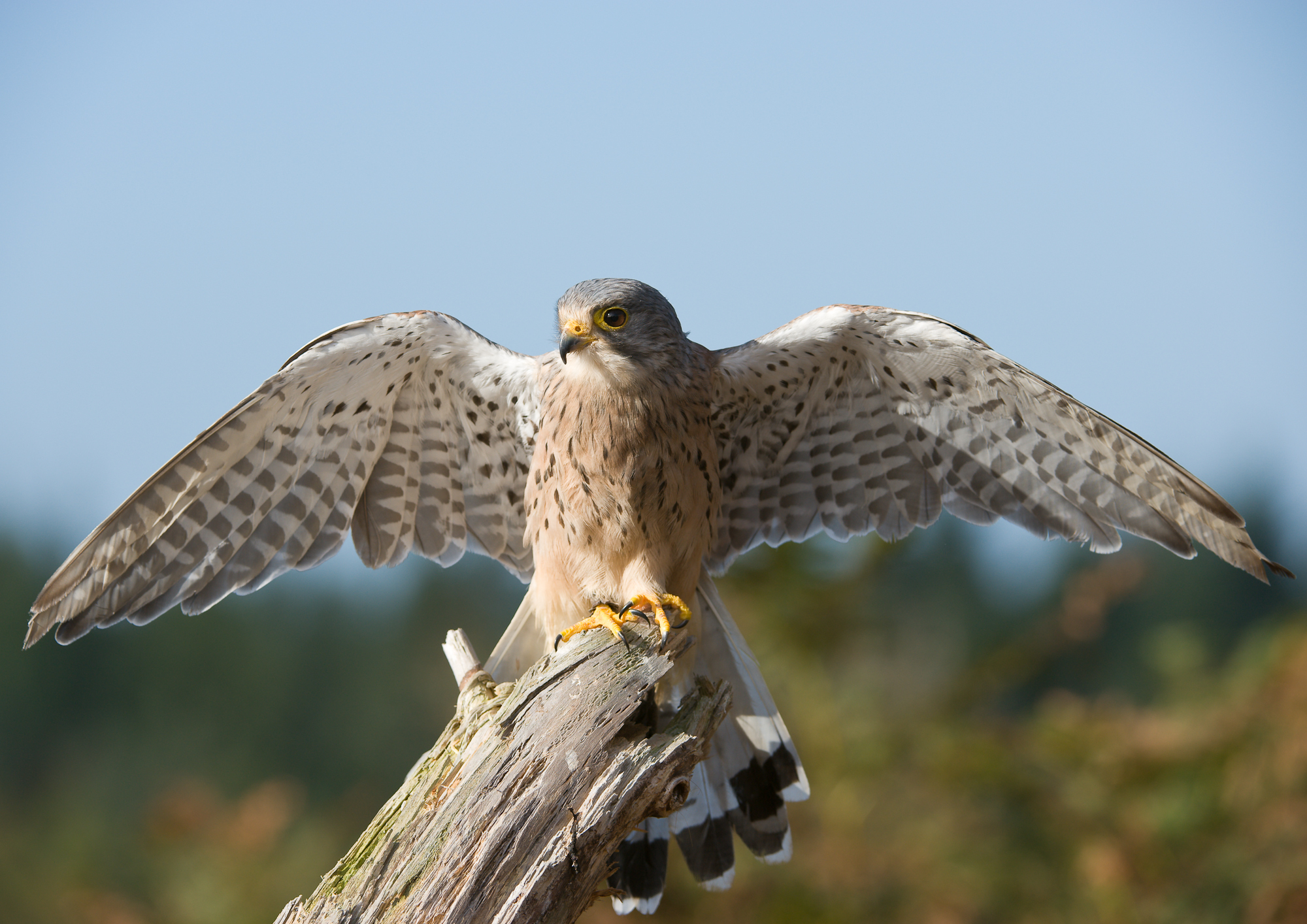 Falcon HD Wallpaper