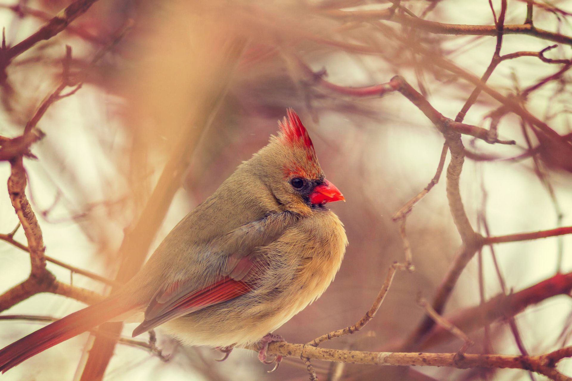 Download Animal Cardinal HD Wallpaper