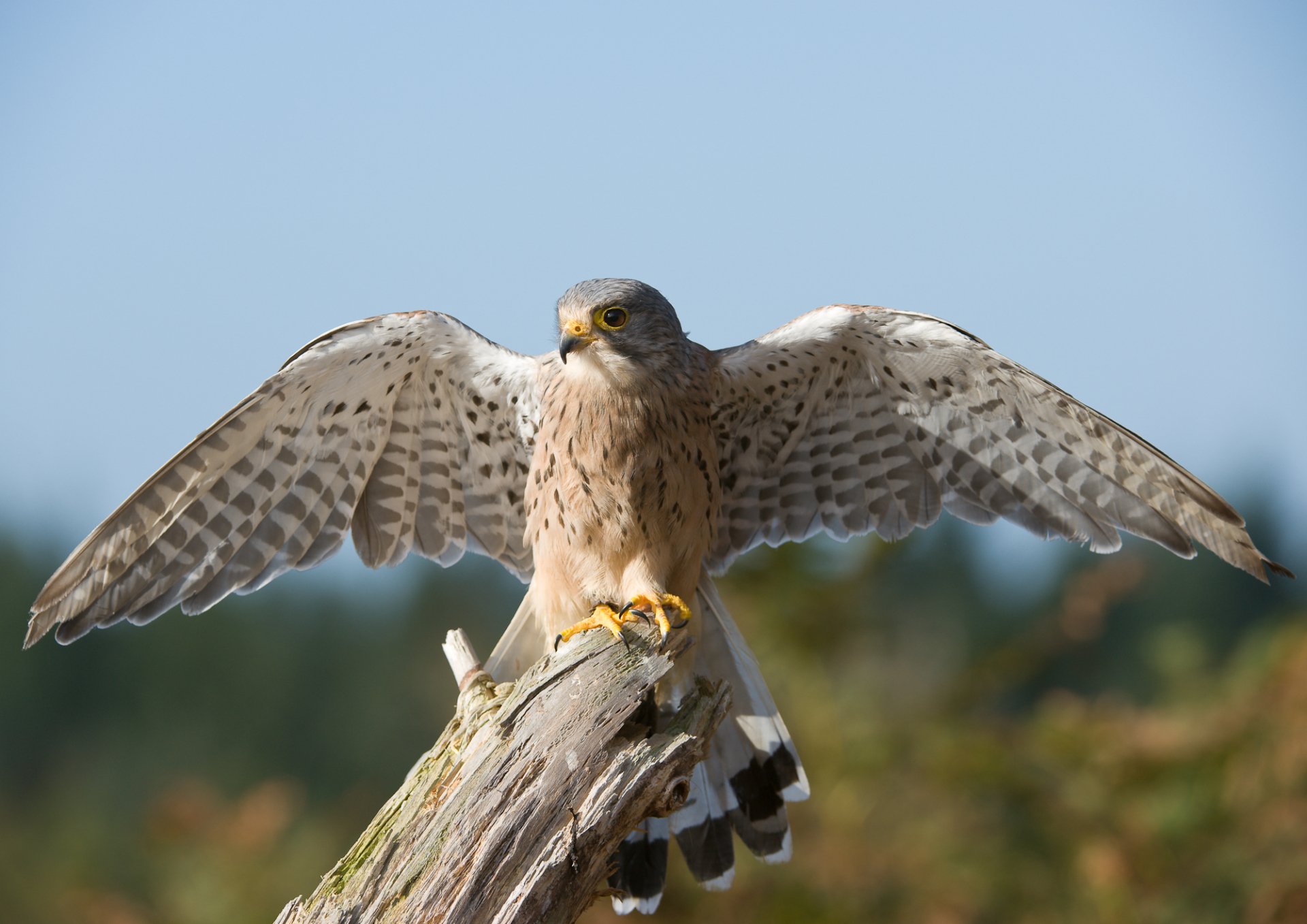 Download Animal Falcon HD Wallpaper