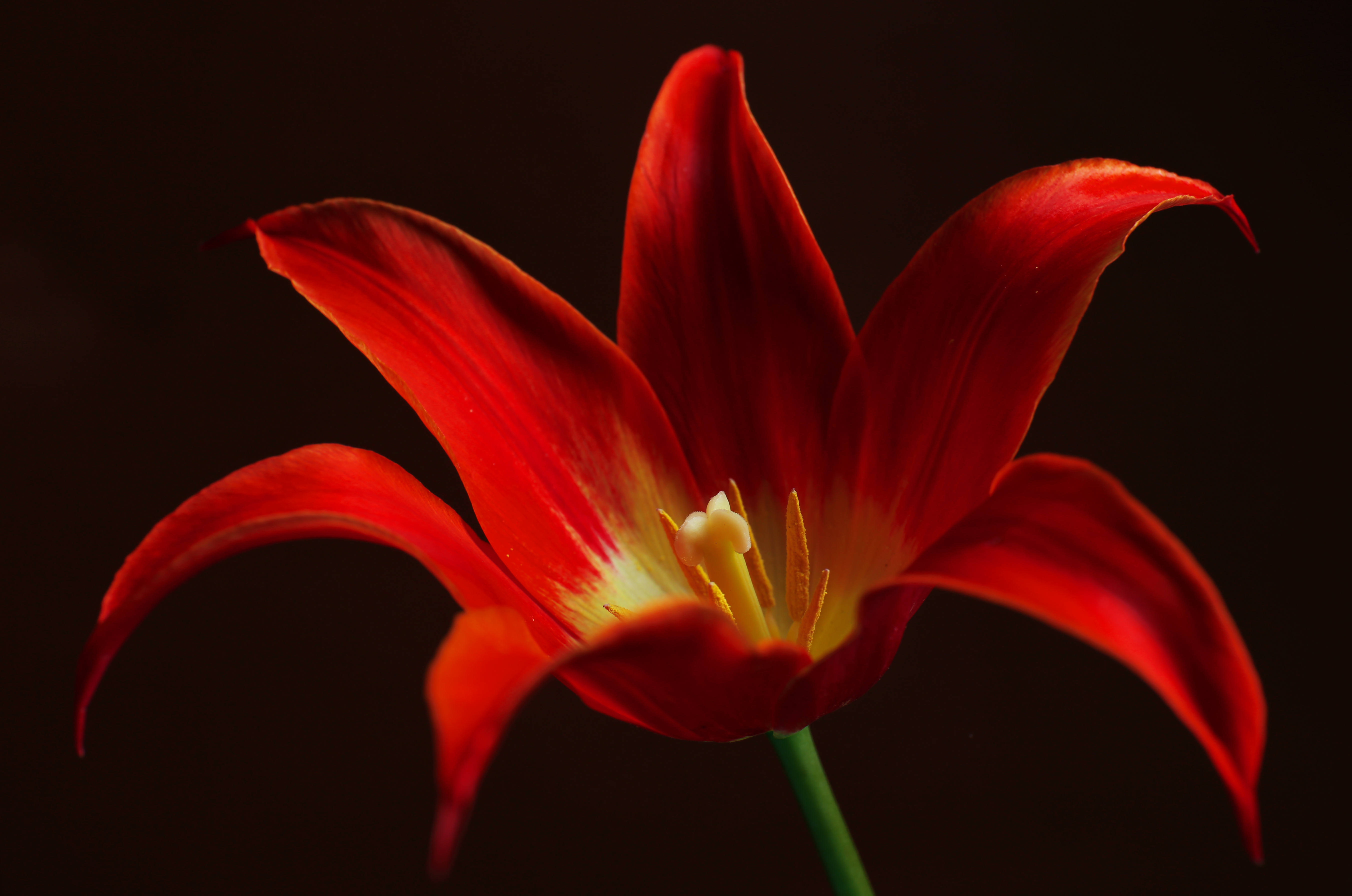 Download Nature Flower 4k Ultra HD Wallpaper
