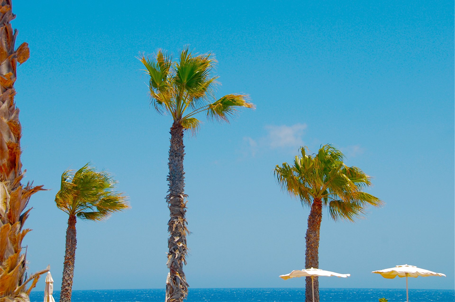 Download Nature Palm Tree HD Wallpaper | 2880x1913 | Wallpaper Abyss