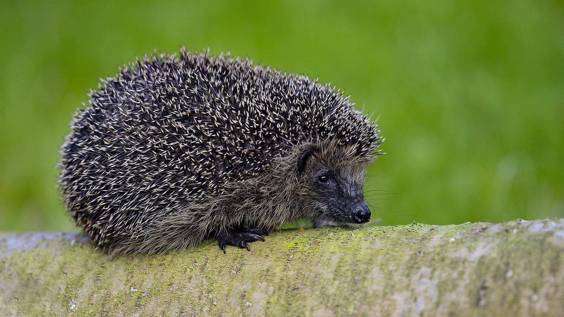 Download Animal Hedgehog HD Wallpaper