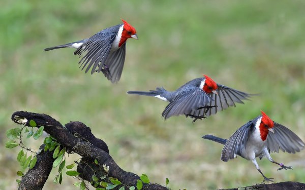 Red-Crested Cardinal - Desktop Wallpapers, Phone Wallpaper, PFP, Gifs ...