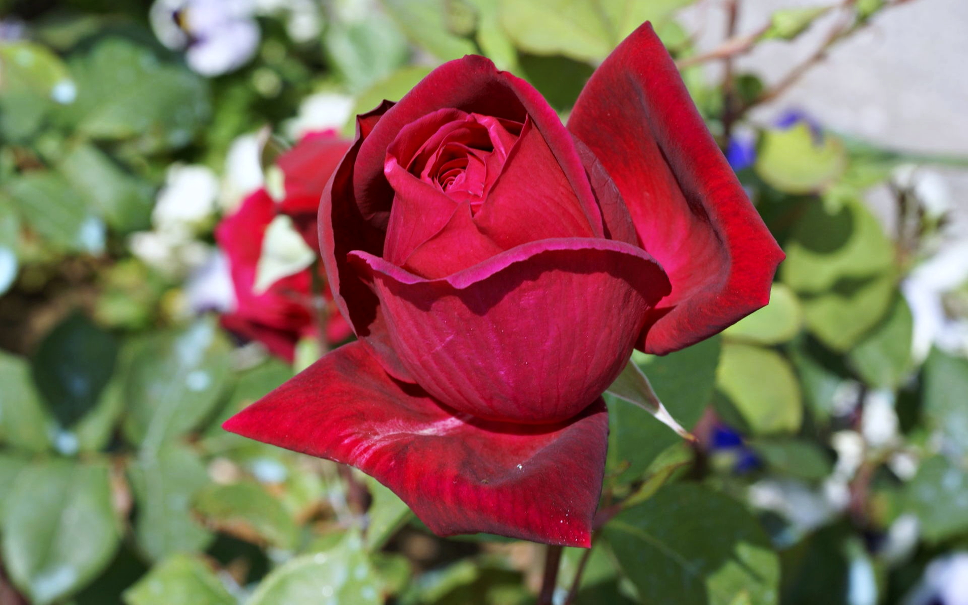 Download Red Rose Red Flower Spring Nature Flower Rose 4k Ultra HD ...