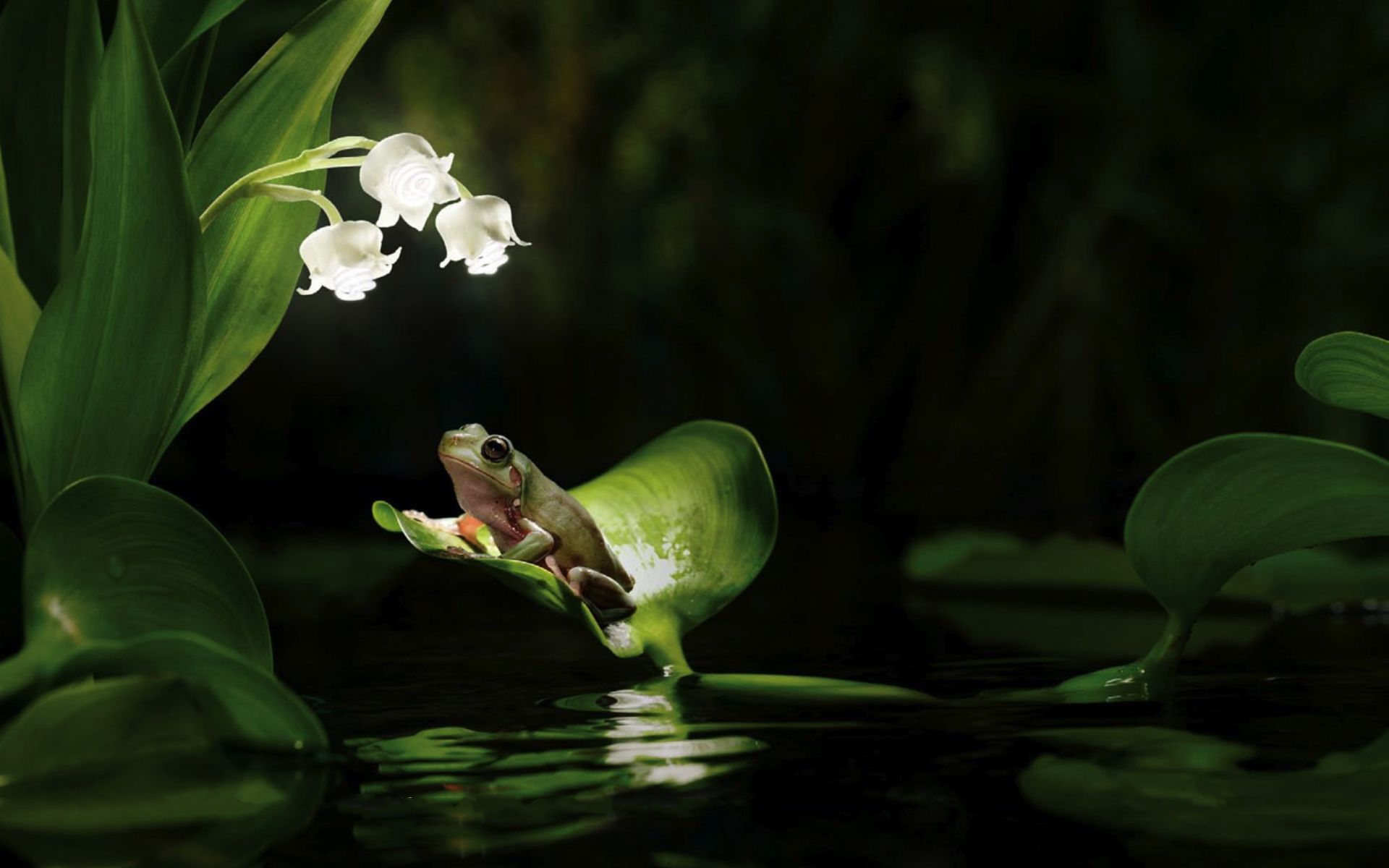 Serene Tree Frog in Lush Green HD Wallpaper
