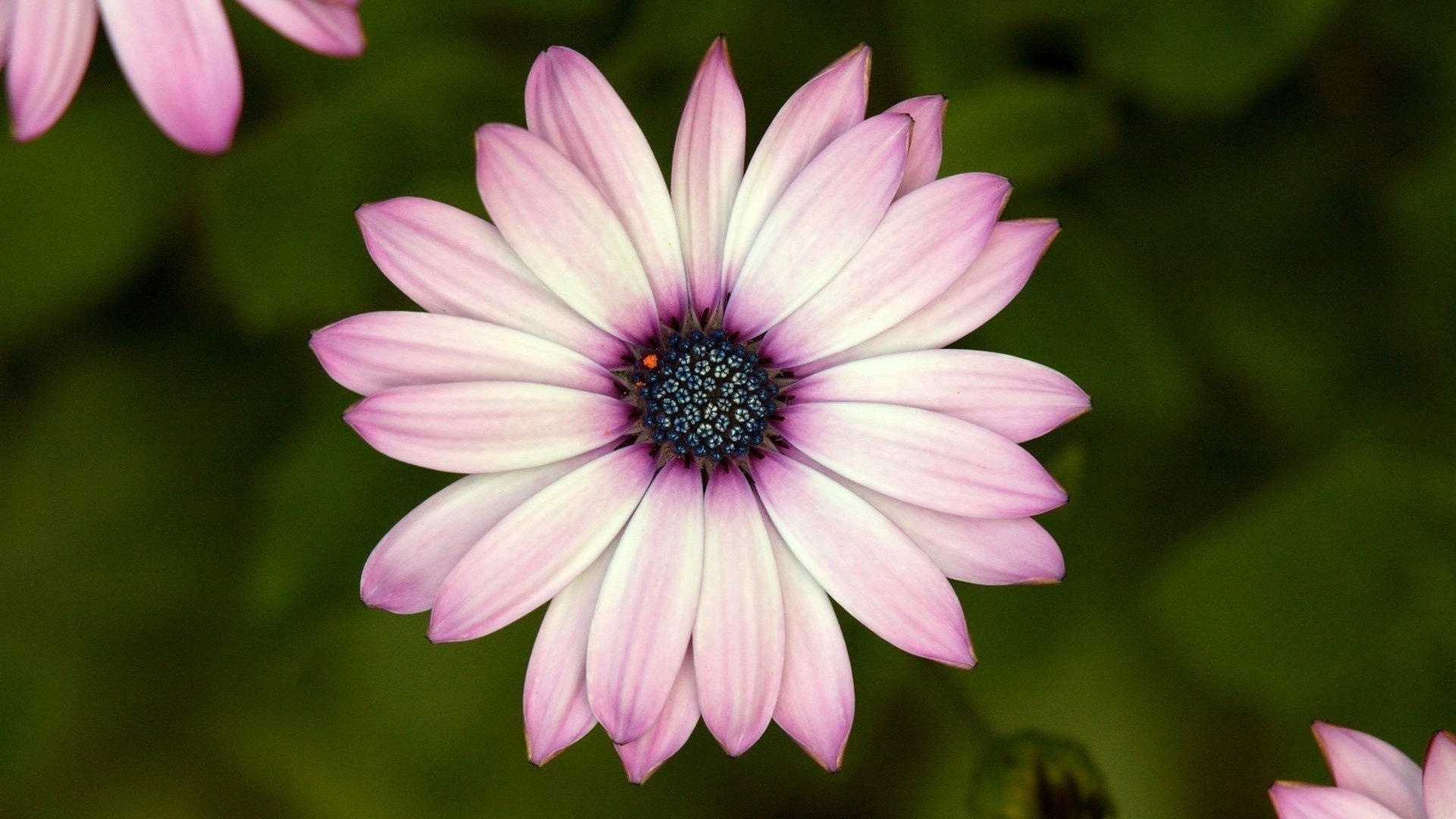Download Nature Daisy HD Wallpaper | 1920x1080 | Wallpaper Abyss
