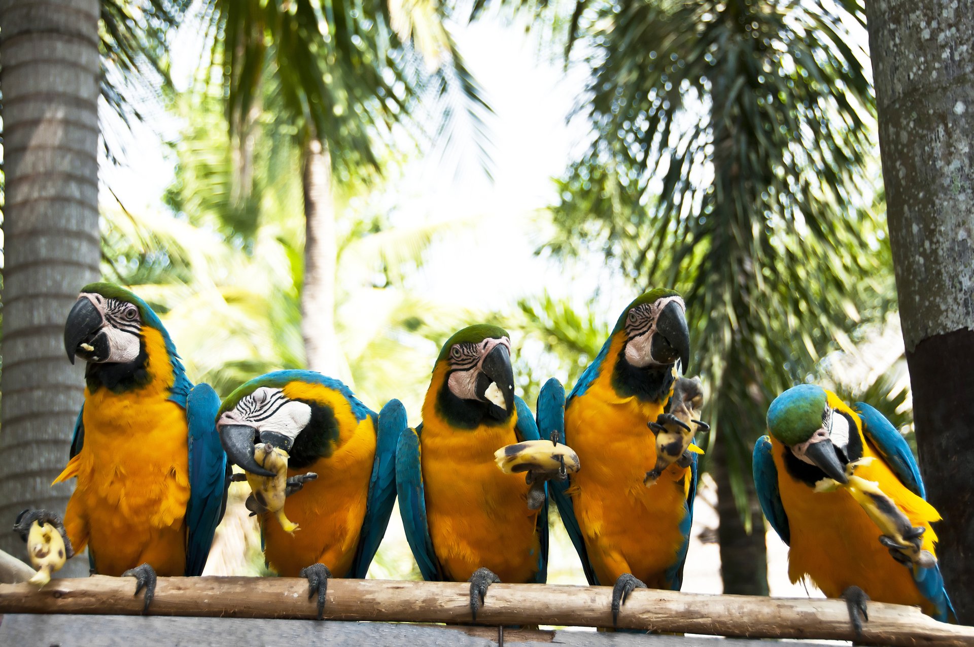 Blue-and-yellow Macaw 4k Ultra HD Wallpaper