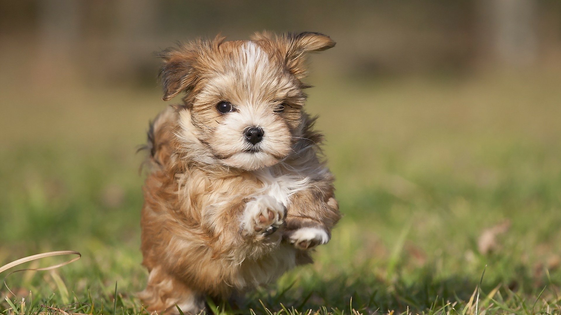 Download Animal Puppy HD Wallpaper